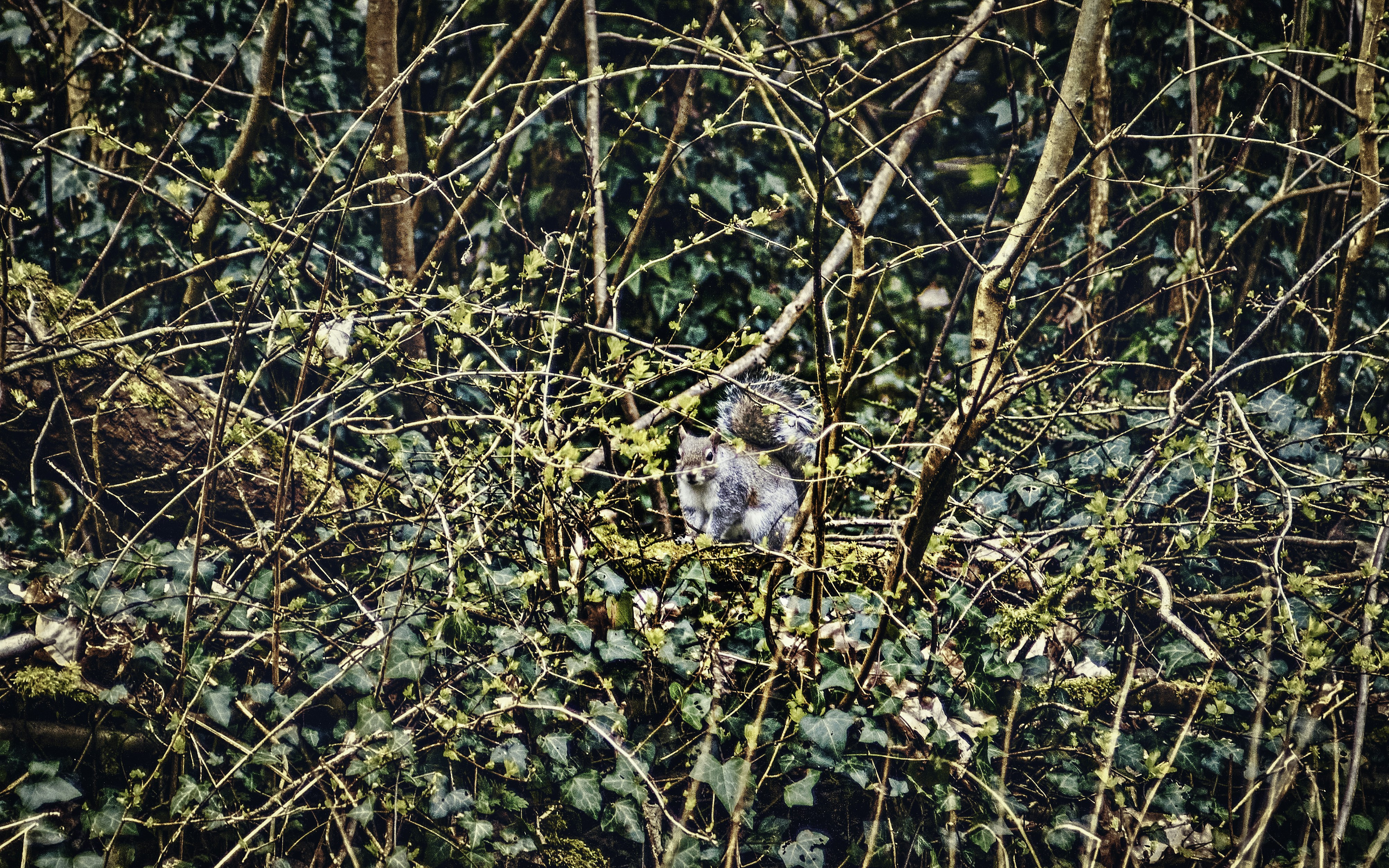 A camouflaged creature nestled among dense foliage in a forest, showcasing nature's intricate tapestry. The scene highlights the interplay of light and shadow through the branches.