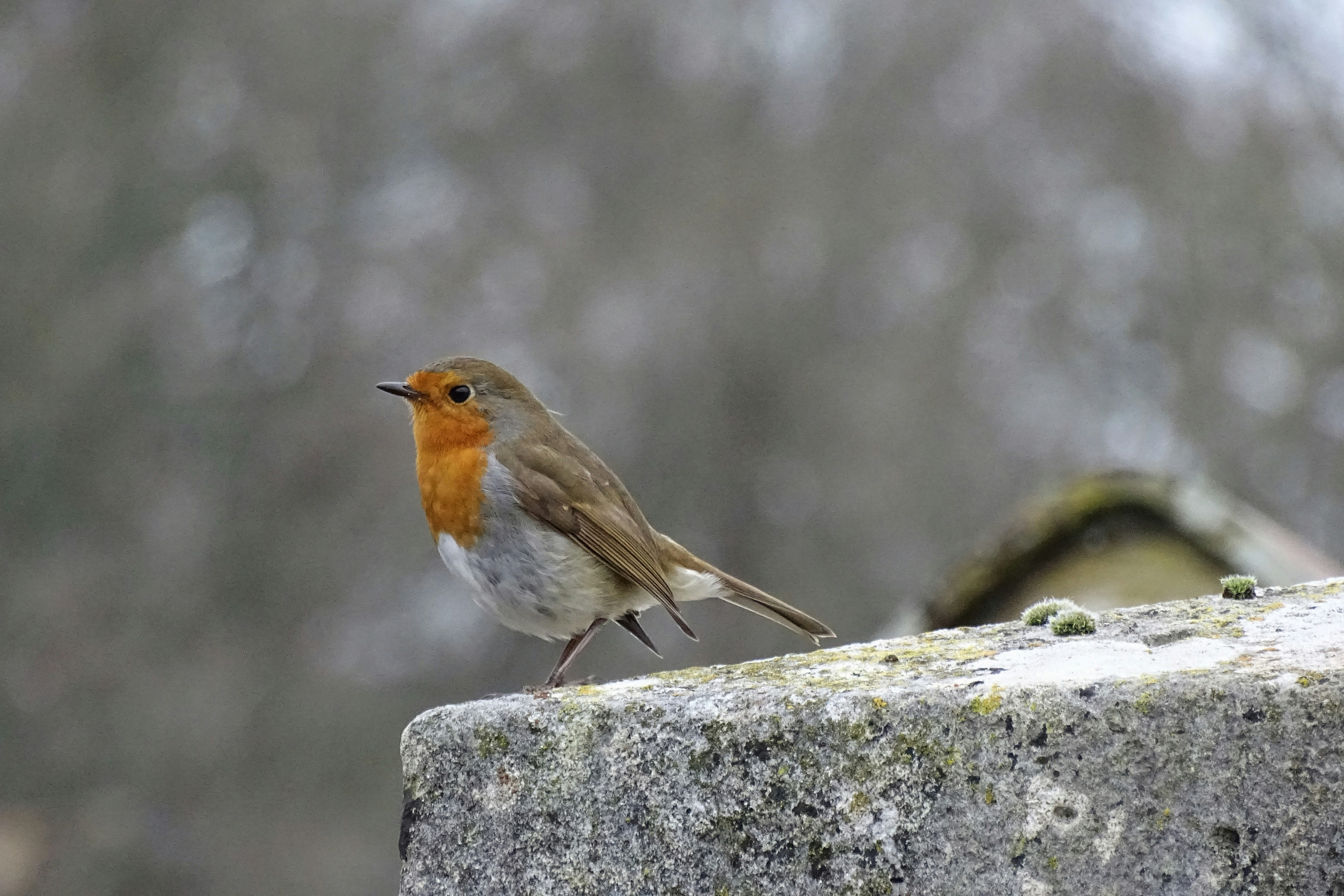 Robin on a Weathered Ledge: Quiet Contrast in Gray