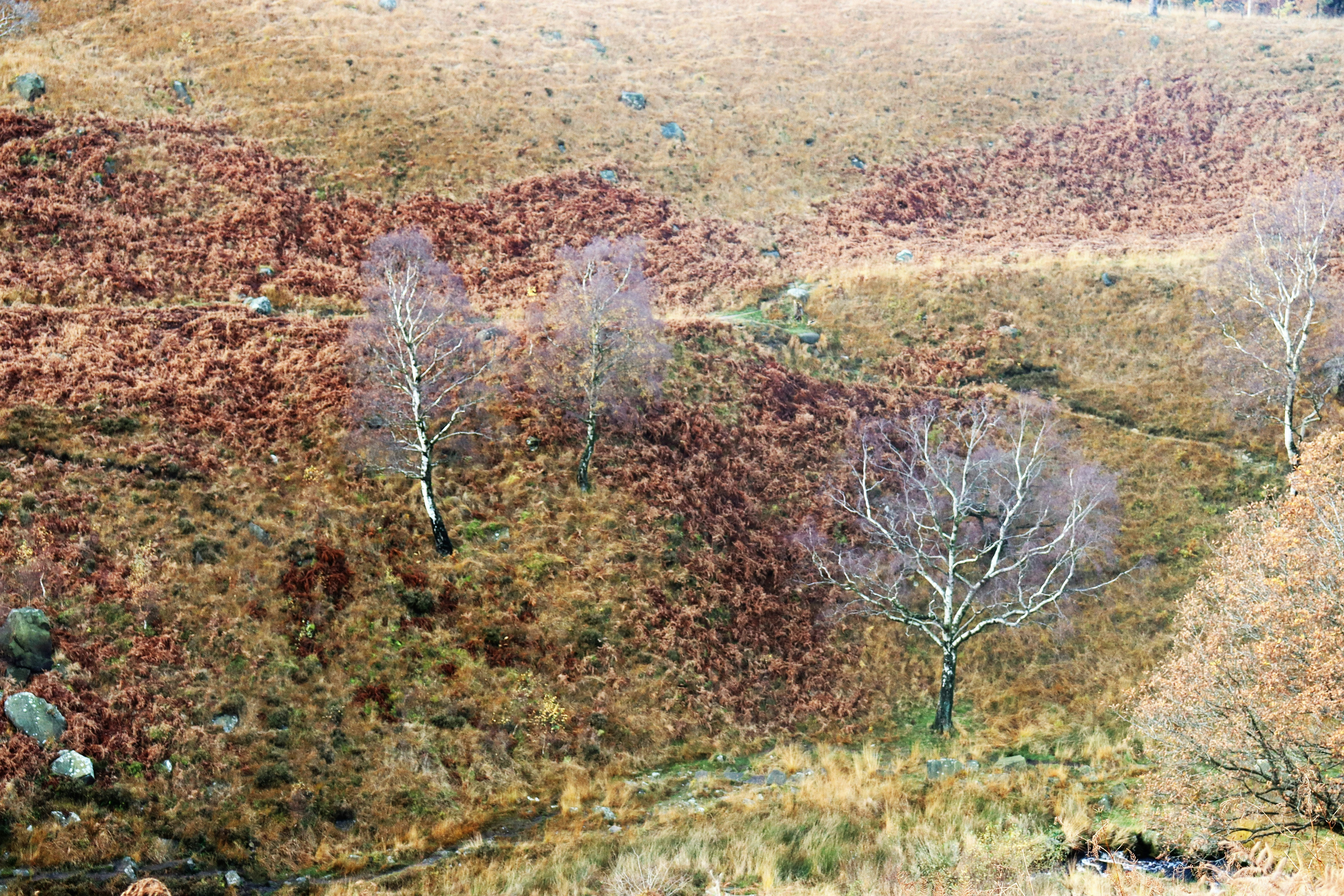 a herd of sheep grazing on a lush green hillside