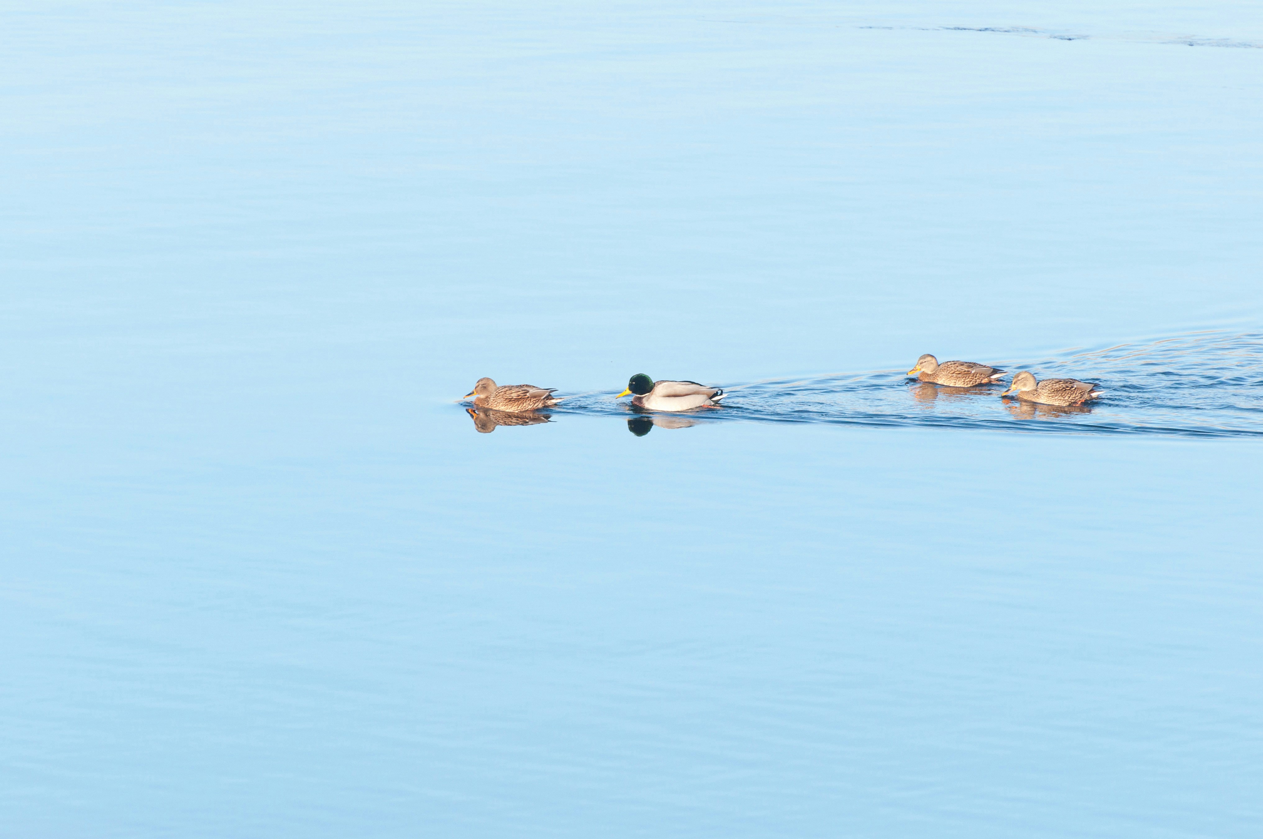Line of Ducks on a Mirror-Quiet Lake