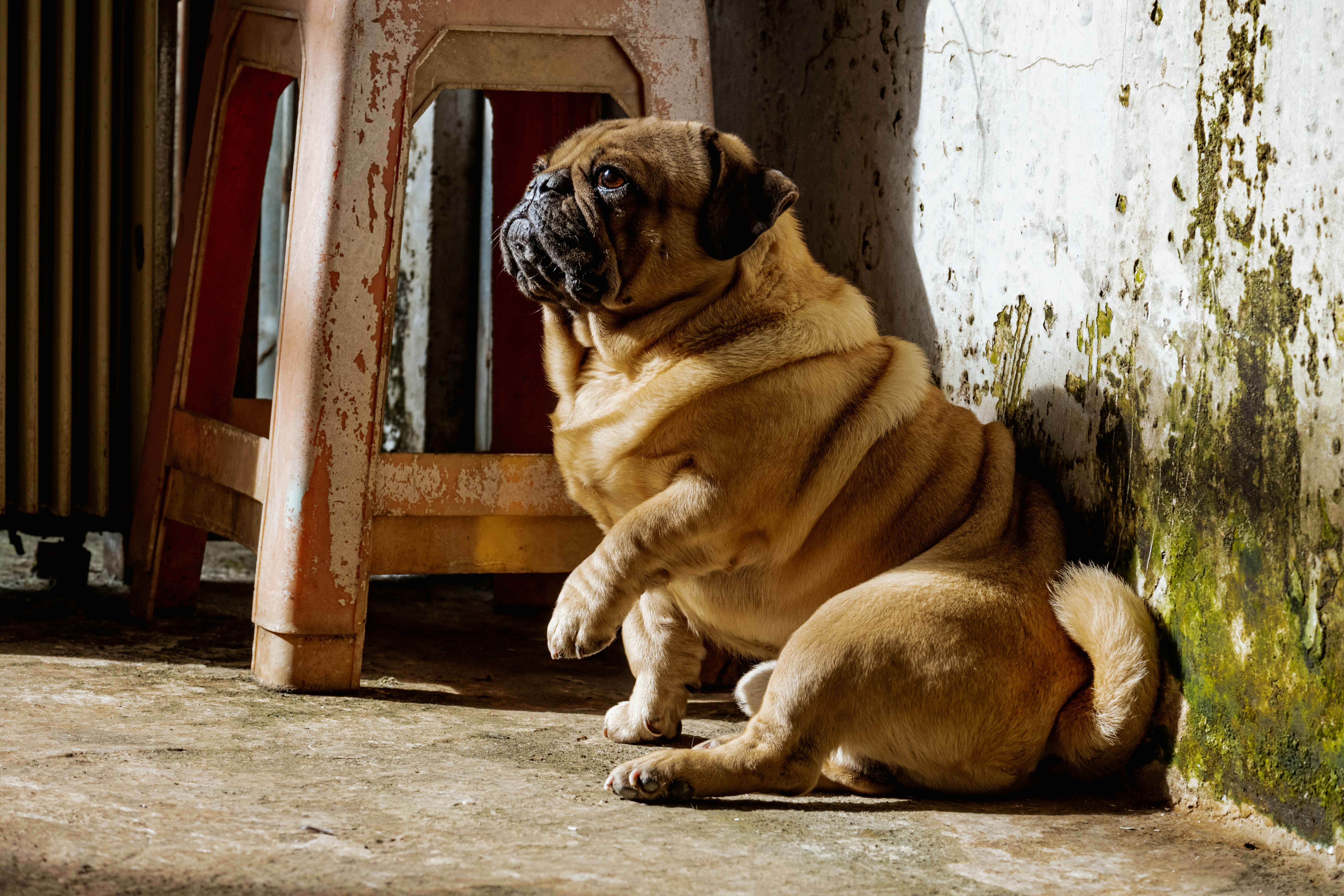 A dog sitting on its hind legs in front of a wall photo – Free Dog ...