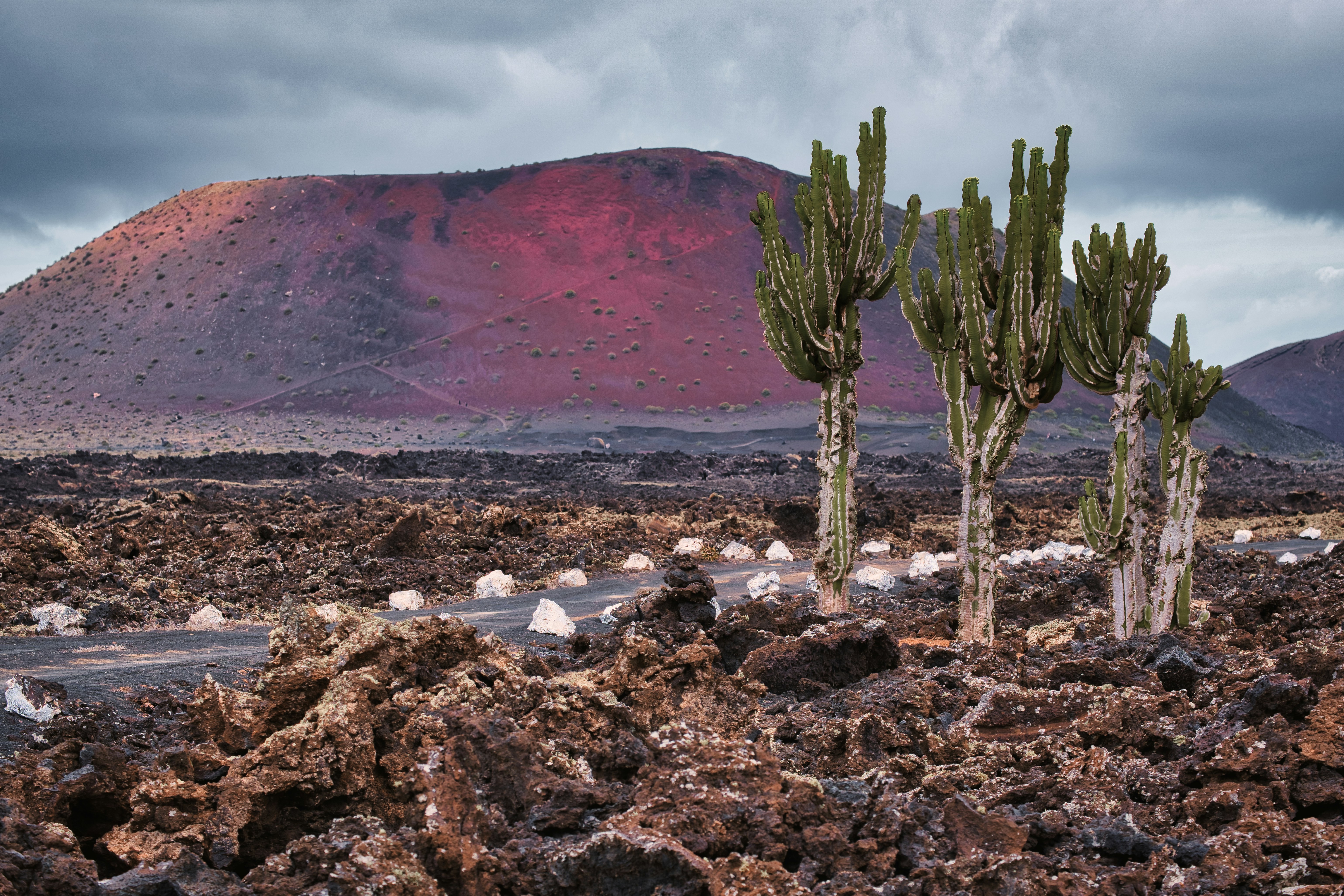 Tall cacti stand against a vibrant red volcanic hill under a brooding sky.