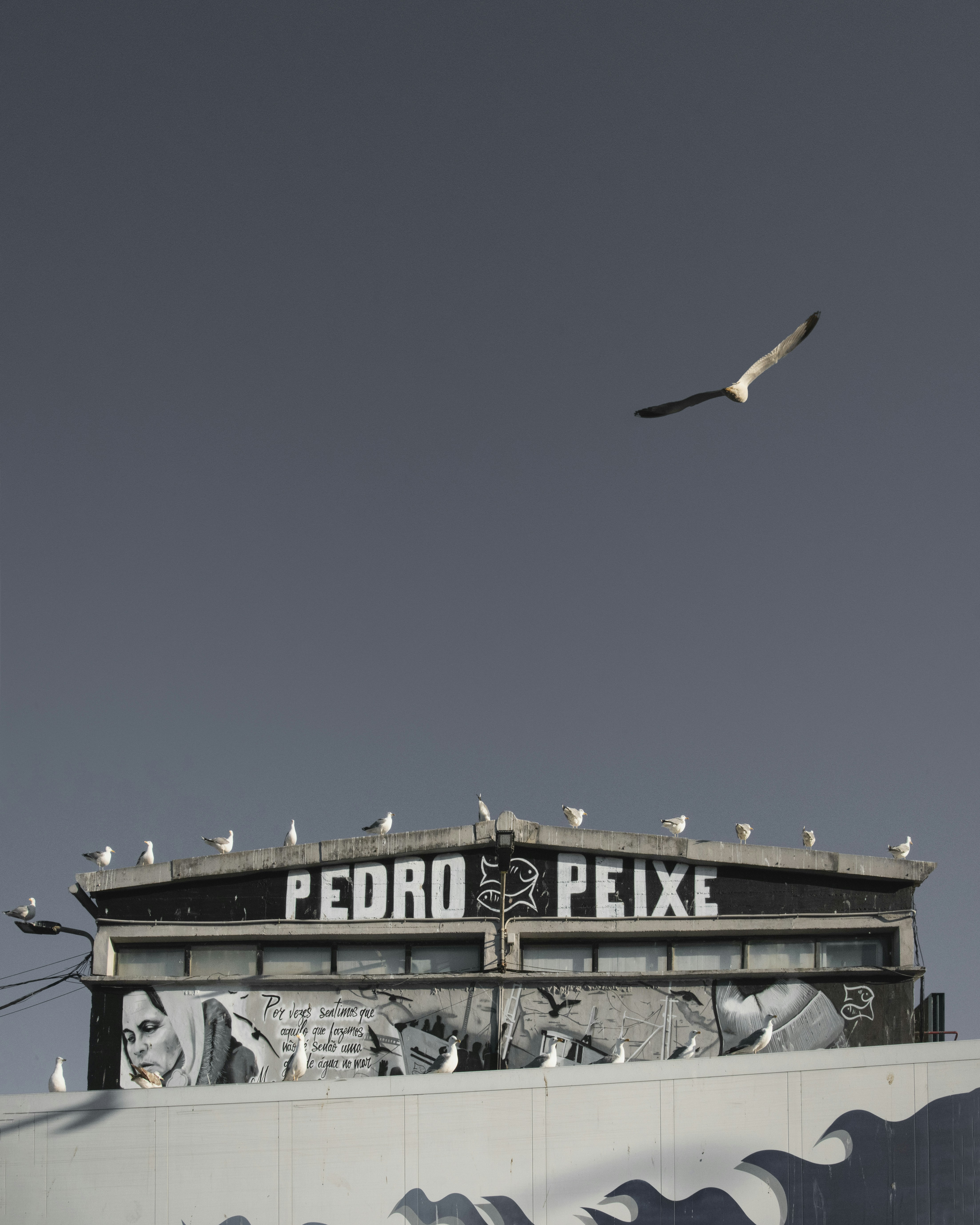 Seagull over Pedro Peixe: Aerial pause above a muraled pier