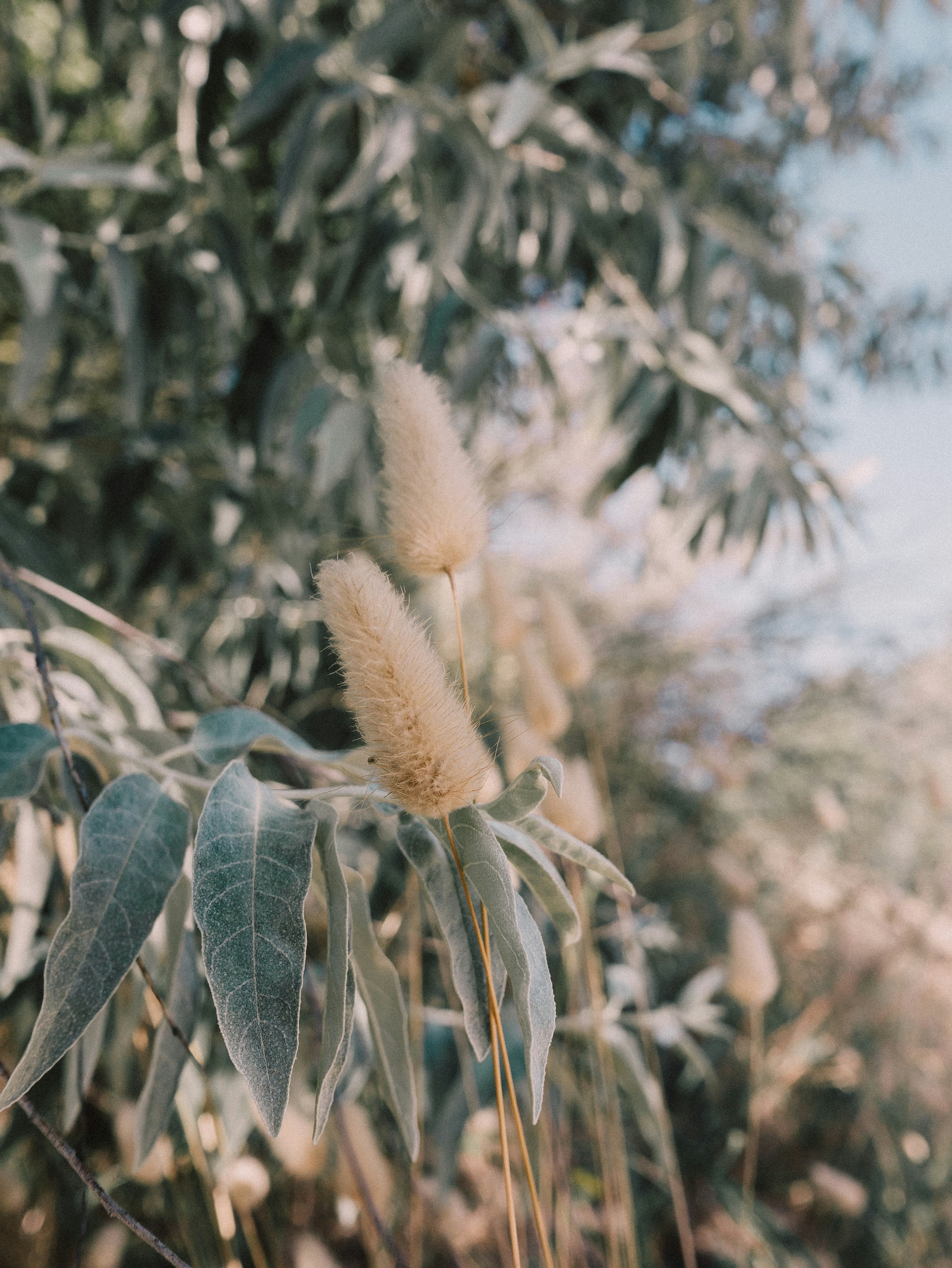 Creamy Foxtail Blooms Catch the Sun in a Quiet Field