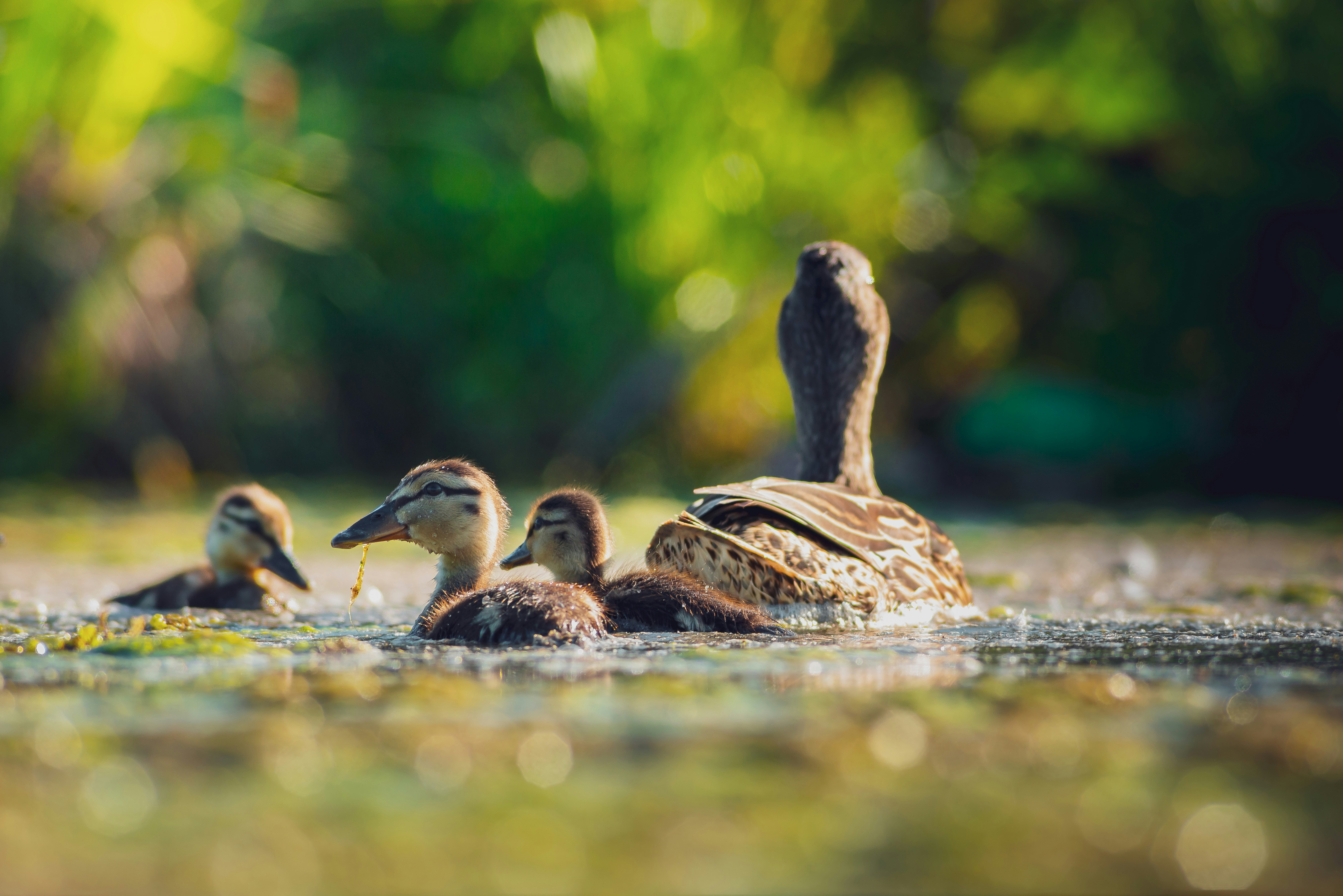 Rising Silhouette Over the Pond: A Duck Family's Quiet Glide