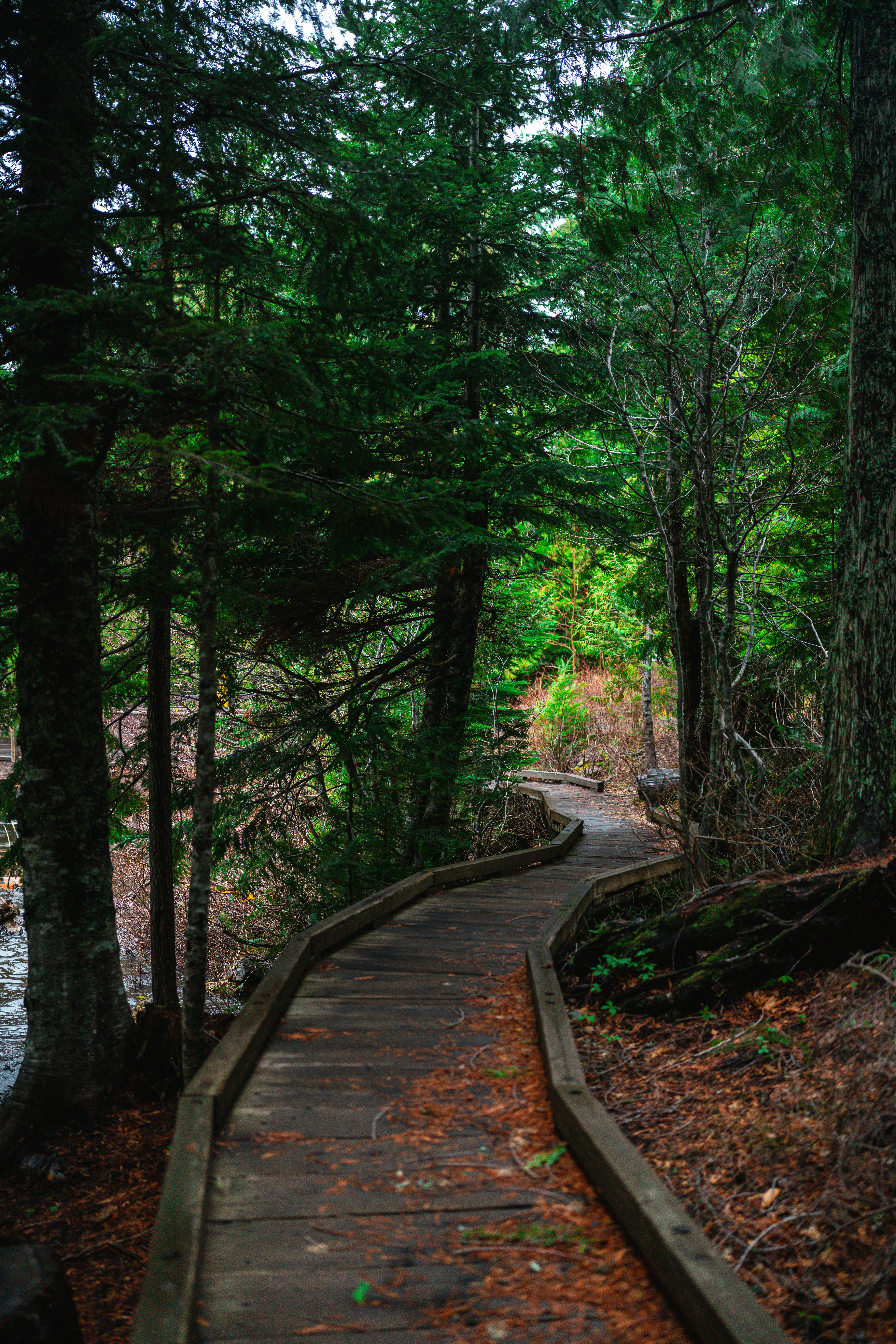 Curved wooden pathway meanders through a lush forest, surrounded by vibrant greenery and dappled sunlight filtering through the trees.