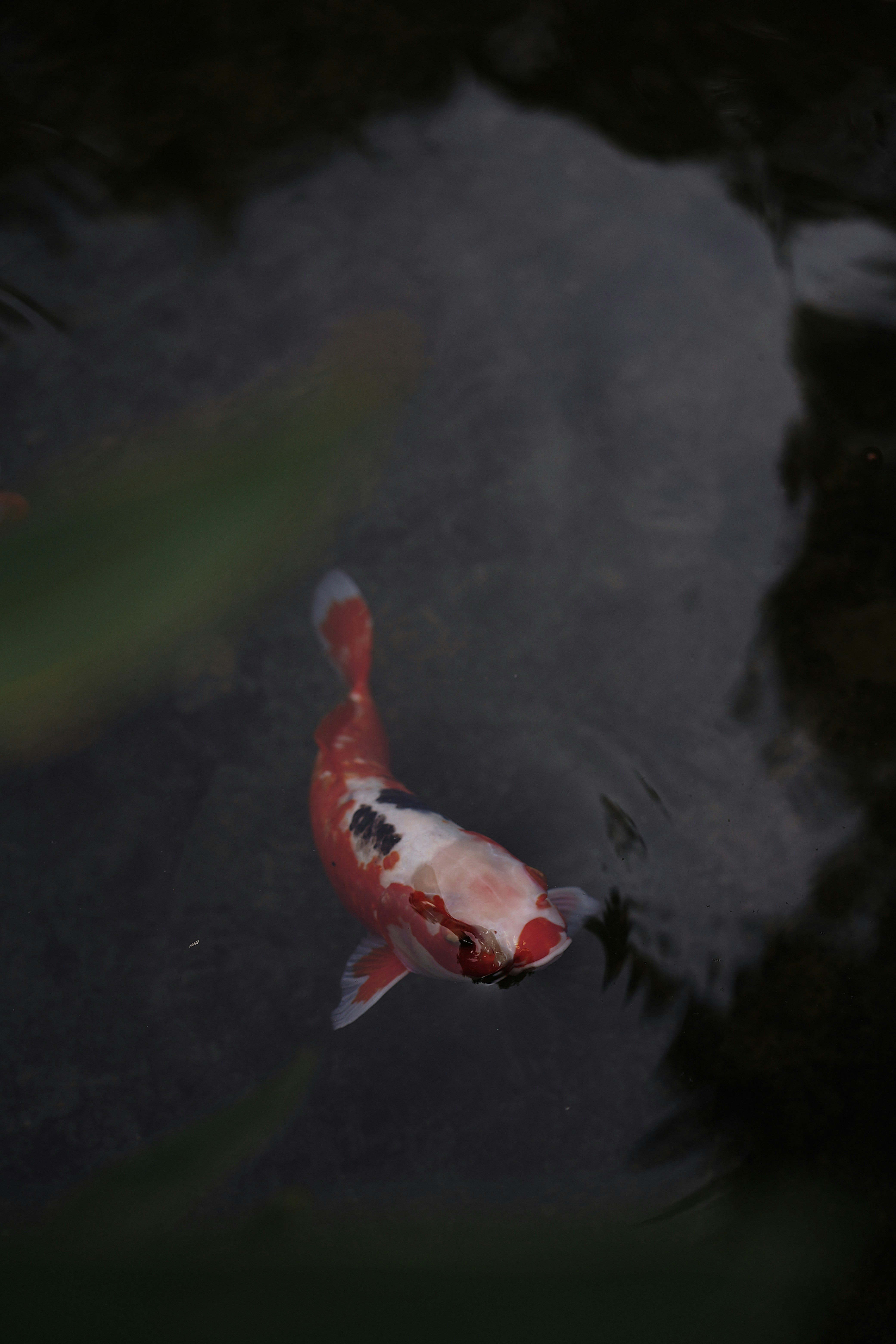 Crimson-and-White Koi Gliding Through a Shadowed Pond
