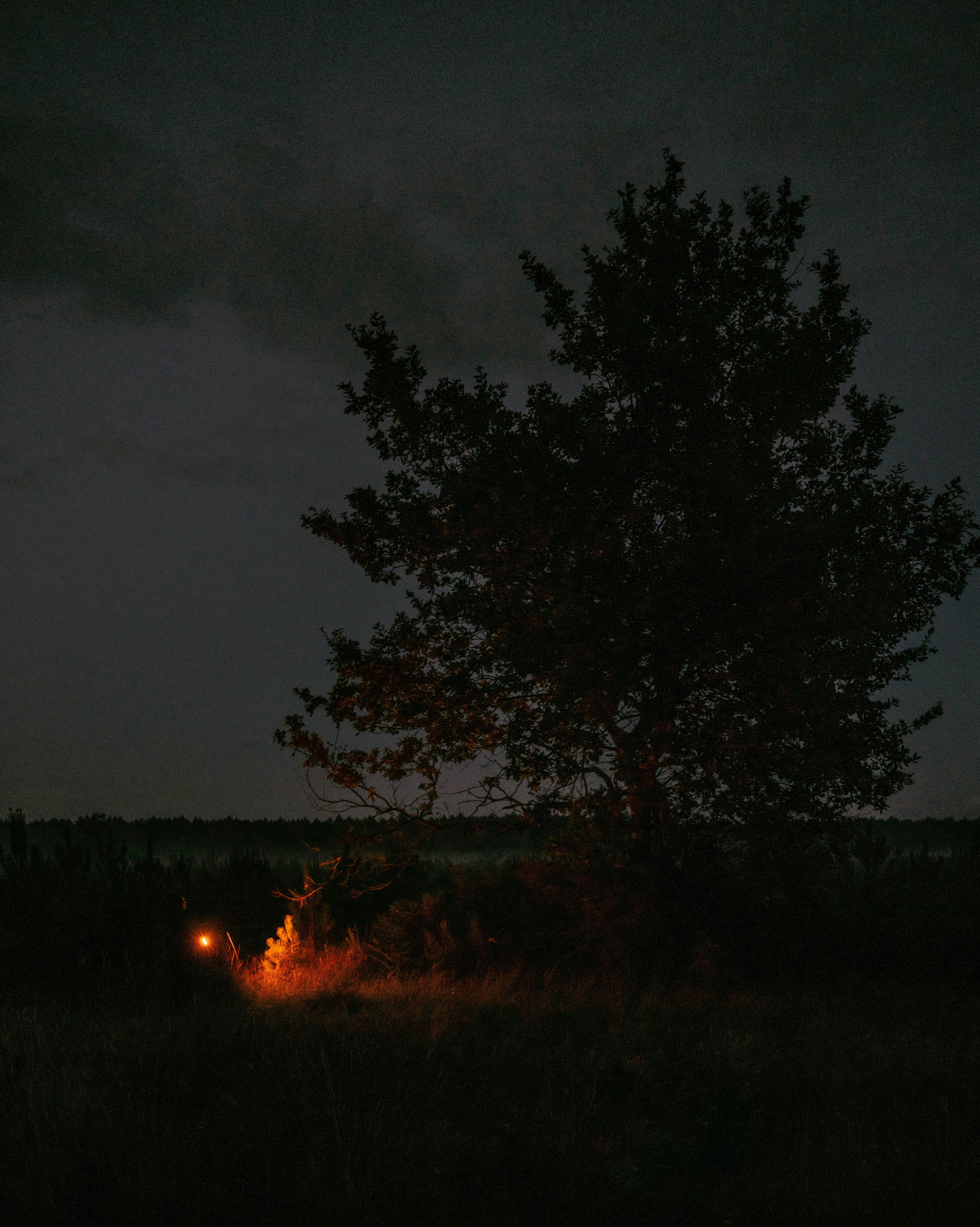 A solitary tree stands against the night sky, illuminated by a soft orange glow from a nearby light source.