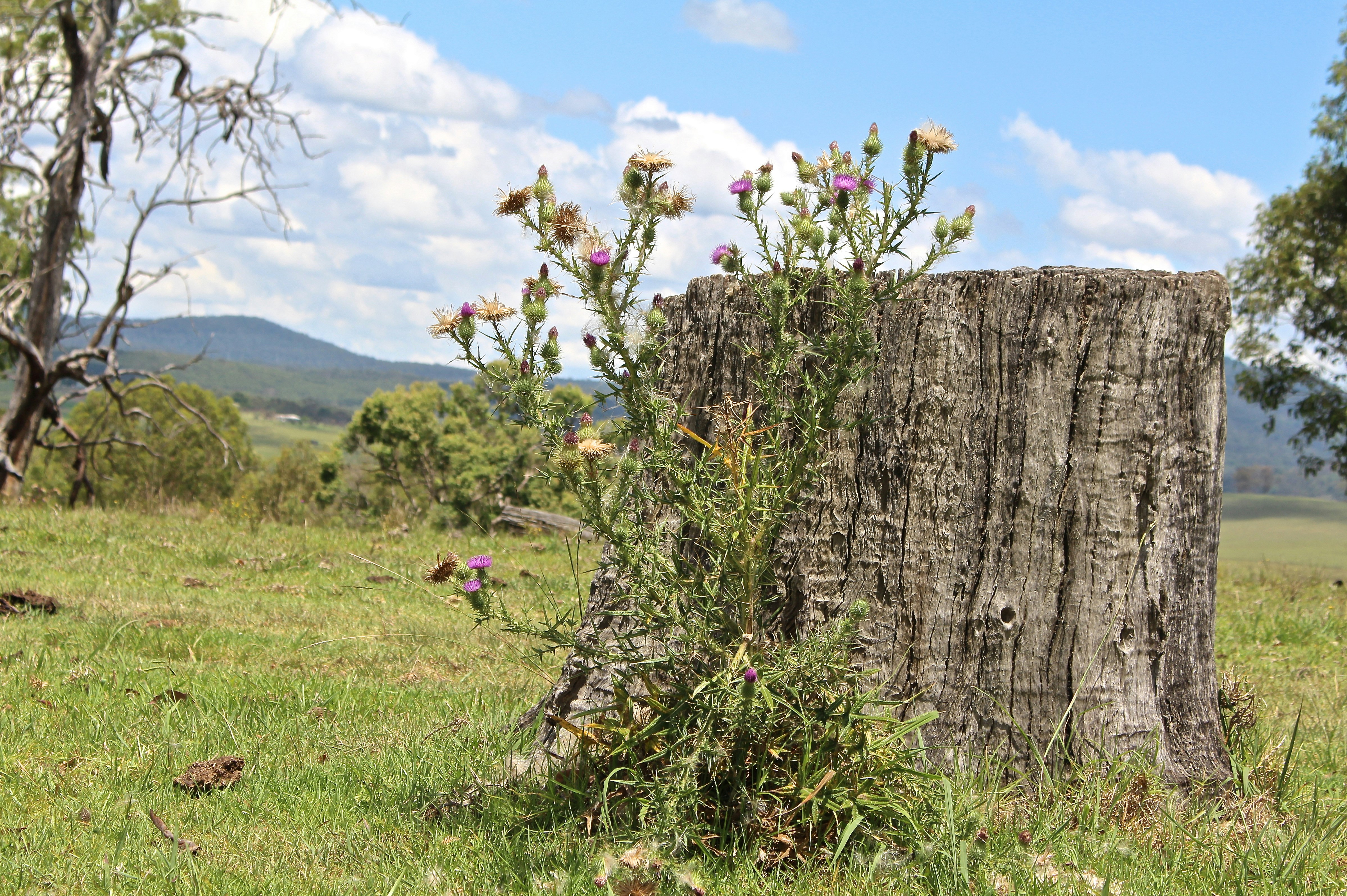 a tree stump with flowers growing out of it