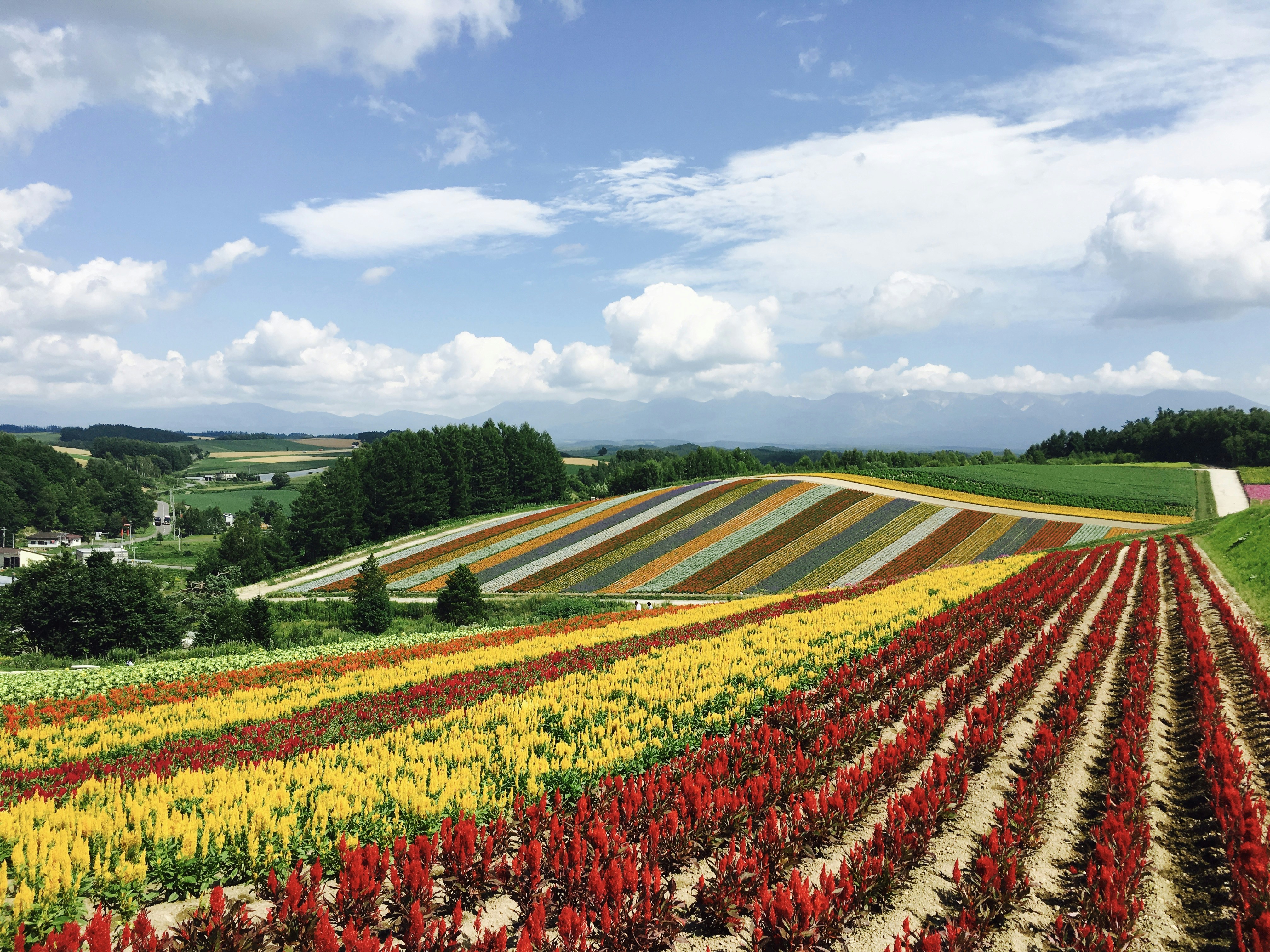a field full of flowers with a hill in the background