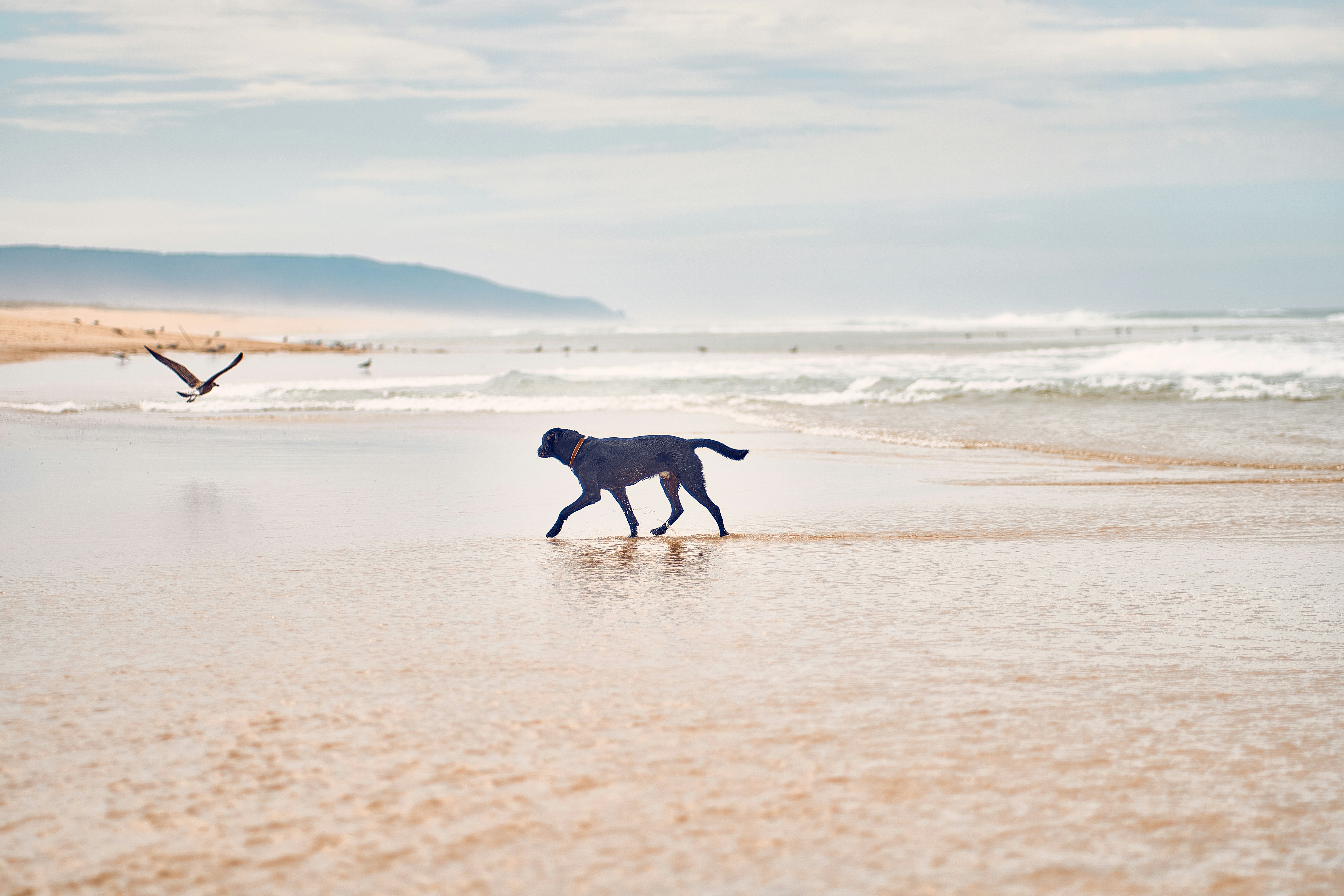 Dog on the Tide: A Coastal Stroll by a Quiet Shoreline