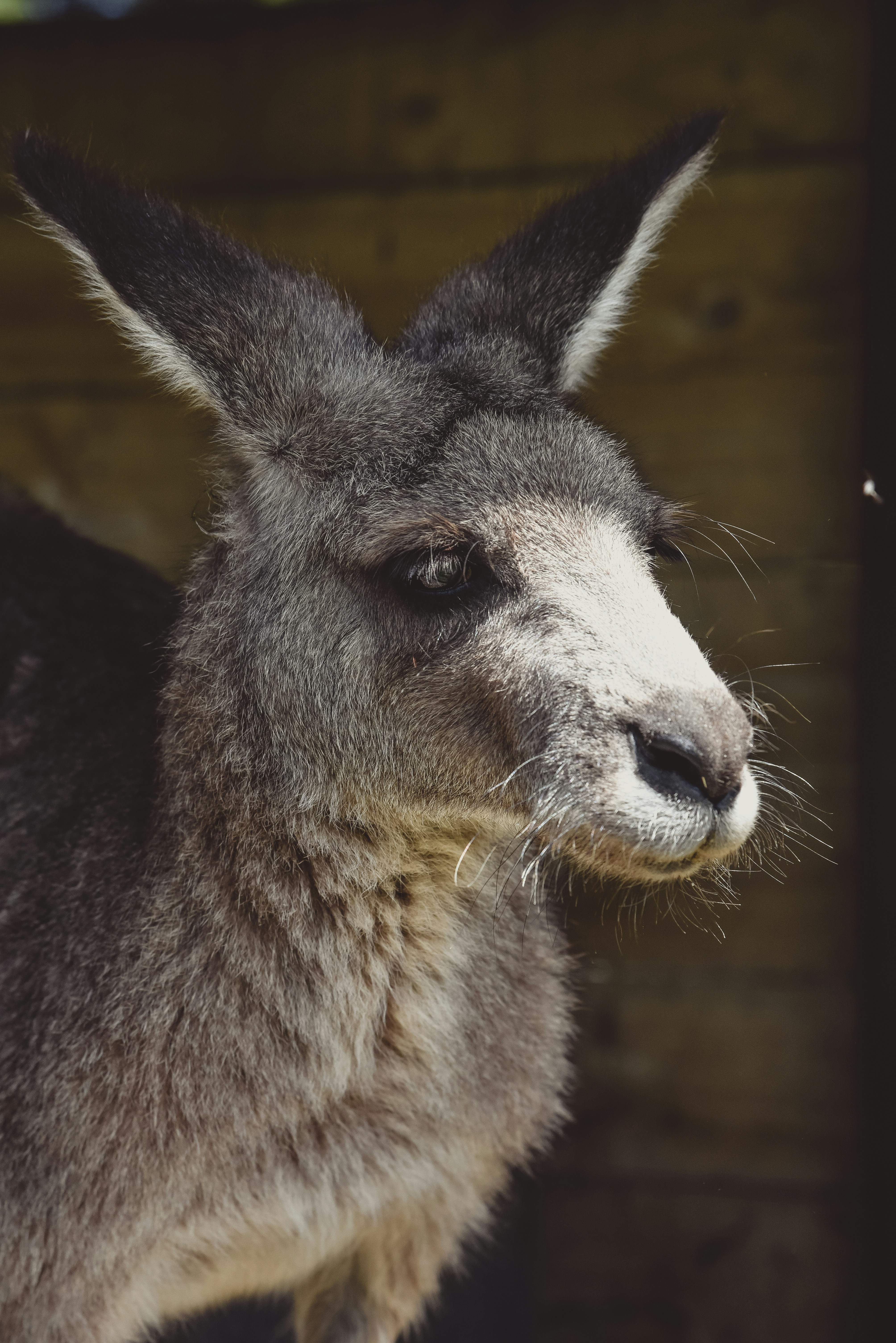 Kangaroo Face Side View