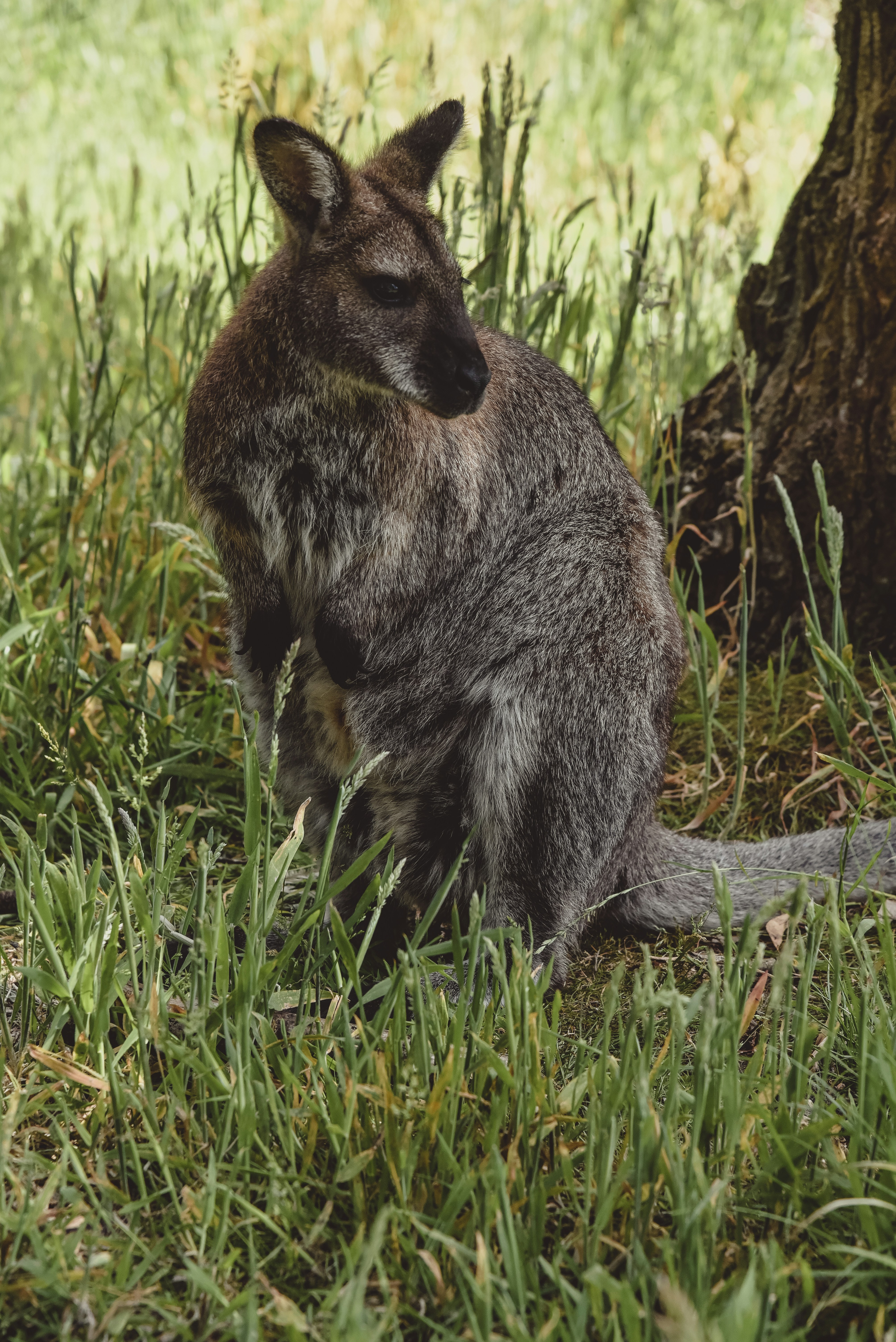 A wallaby resting in lush grass, partially obscured by greenery, showcasing its intricate fur patterns and alert demeanor.