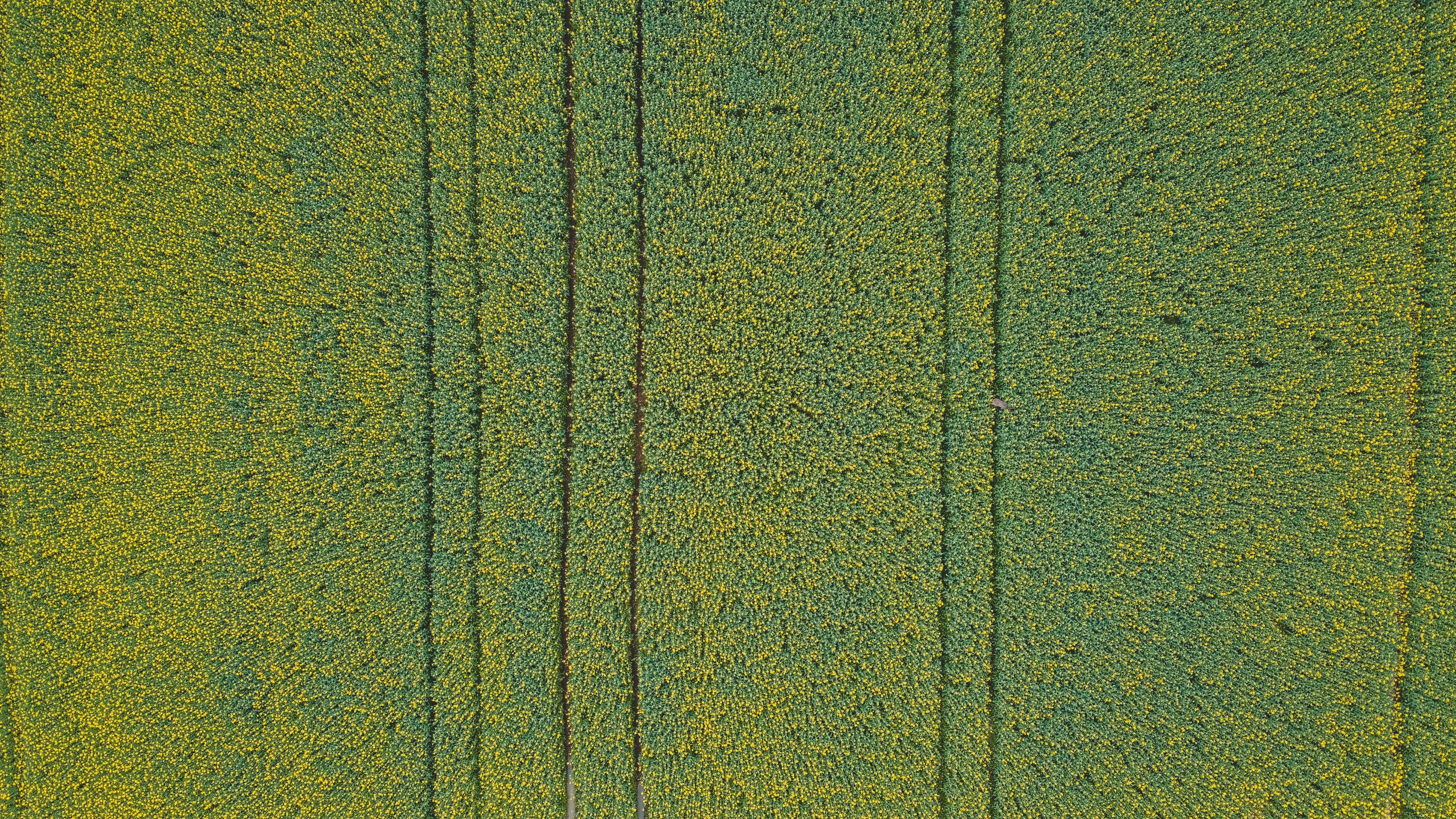 Farm Fields from above, Aerial Photography