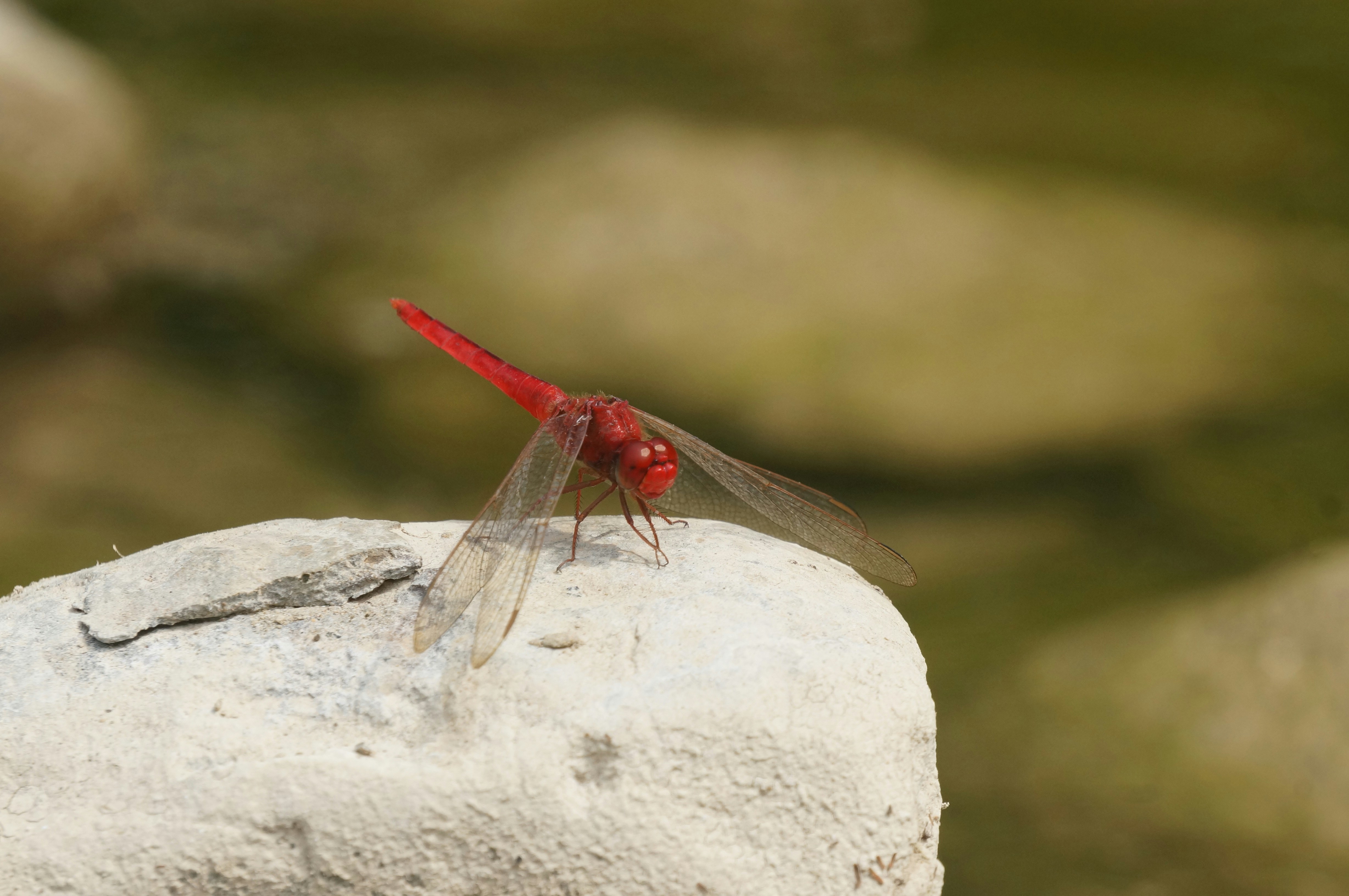 Crimson Dragonfly Perched on a Weathered White Rock by Quiet Water