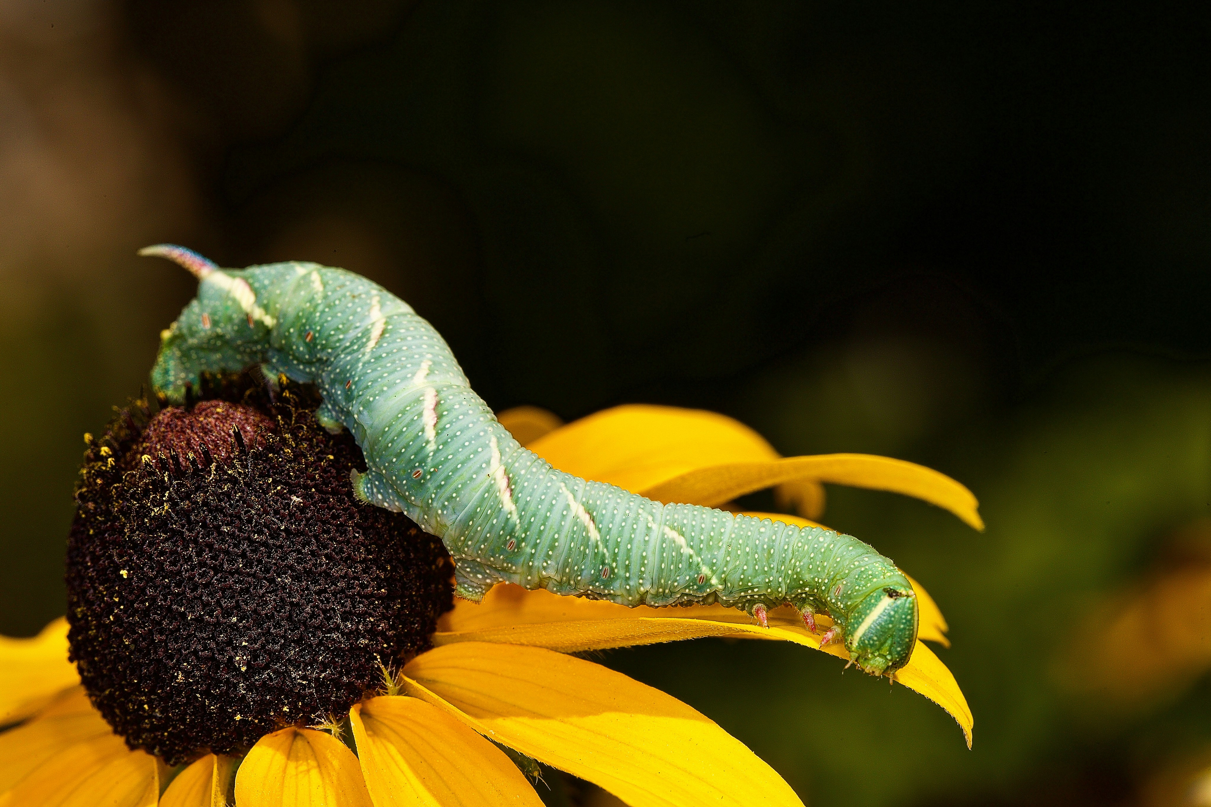 Green caterpillar resting on a sunflower head, showcasing its vibrant color against the contrasting dark center. 