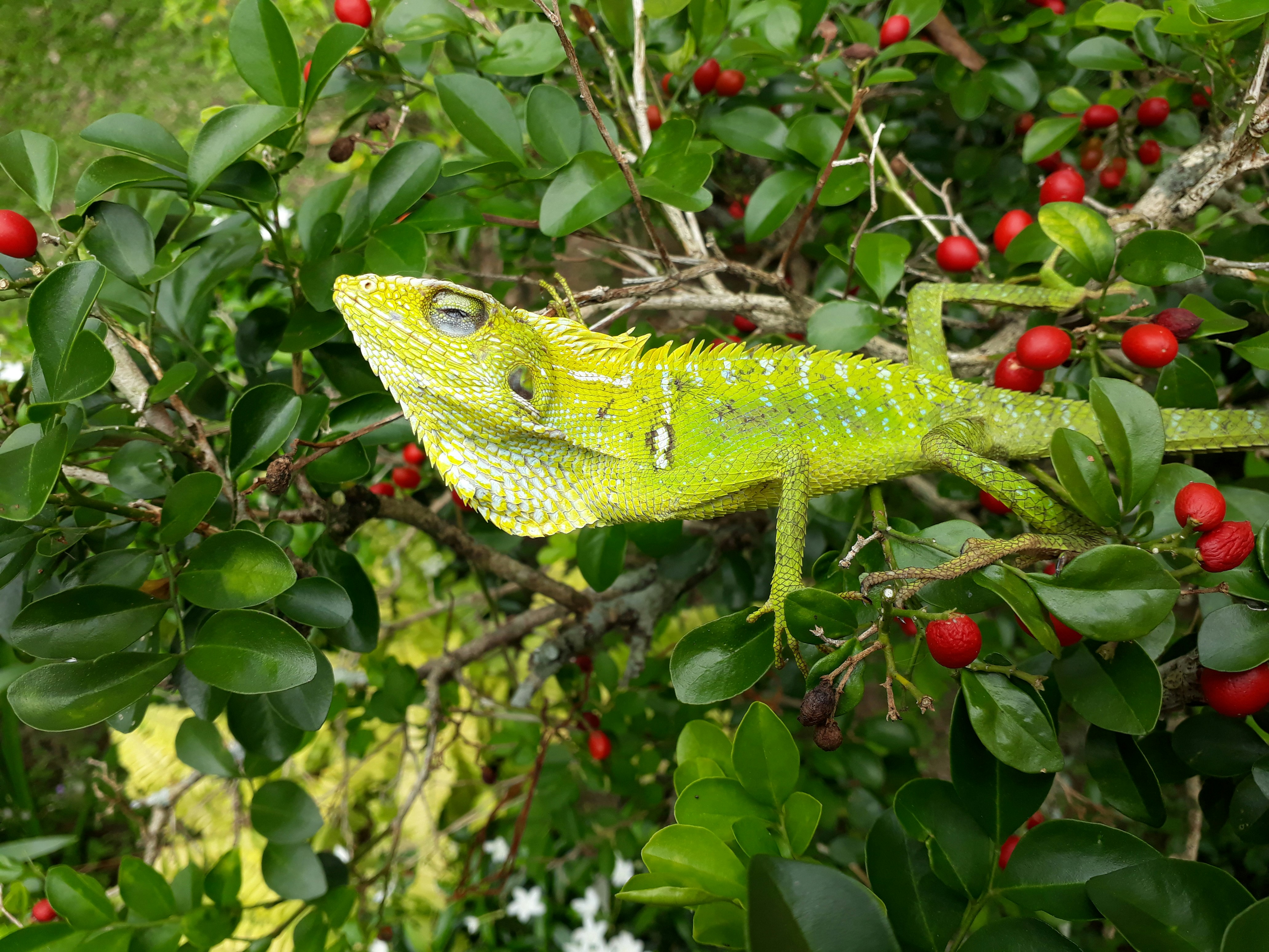Emerald Chameleon on a Crimson Bough: Camouflage Among Glossy Leaves