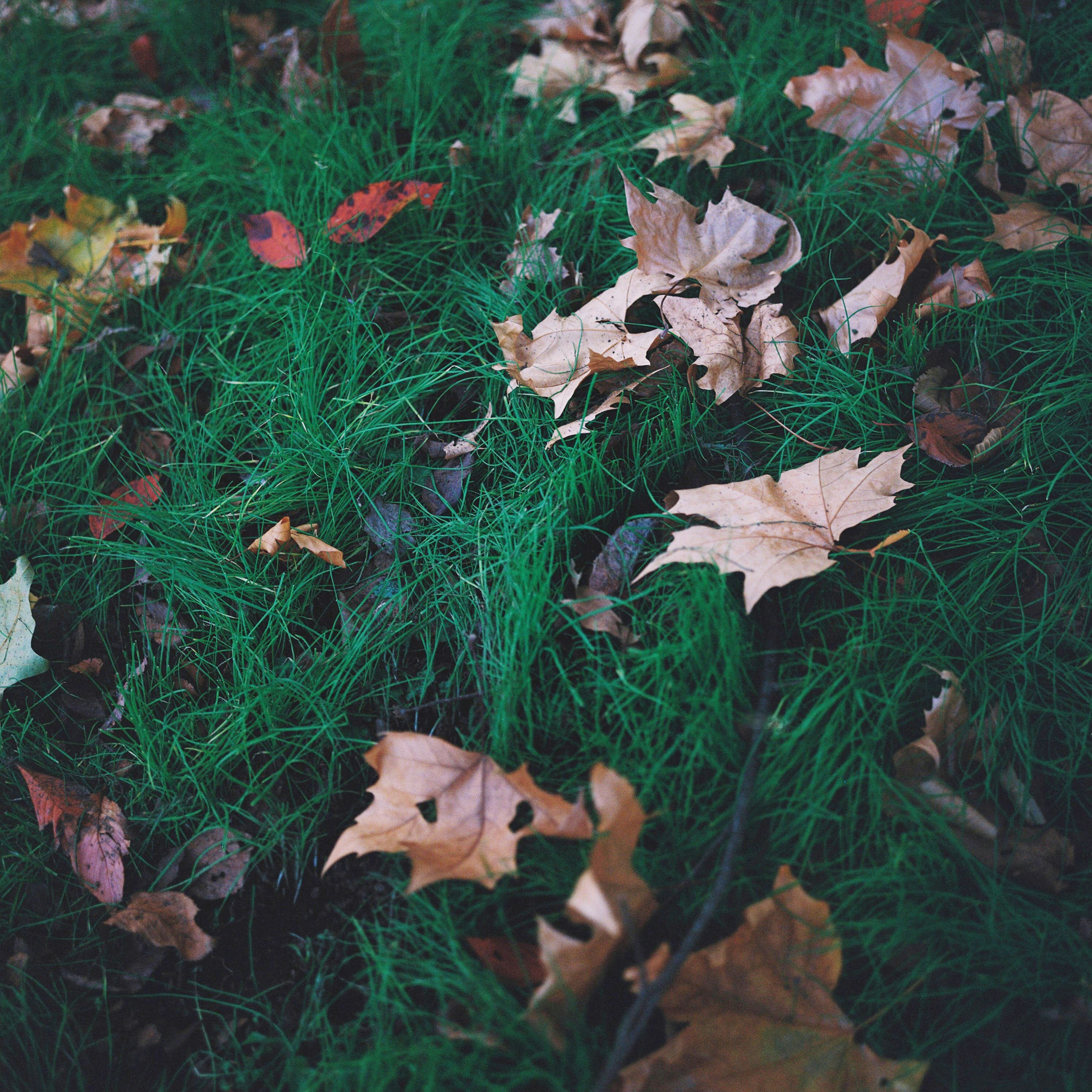 Foto Un manojo de hojas que yacen en el suelo – Imagen Gris gratis en ...