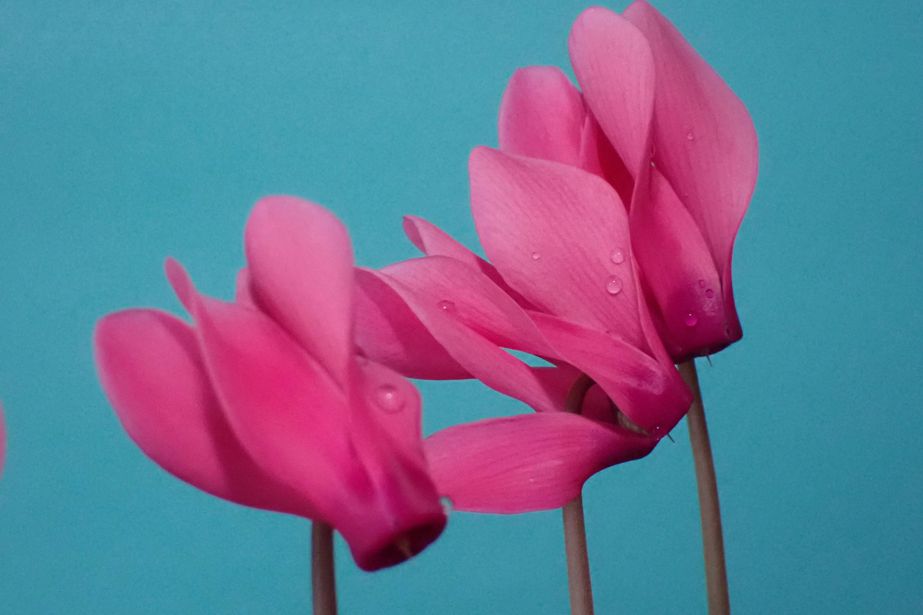 Pink Cyclamen, raindrops on petals. | three pink flowers with drops of water on them
