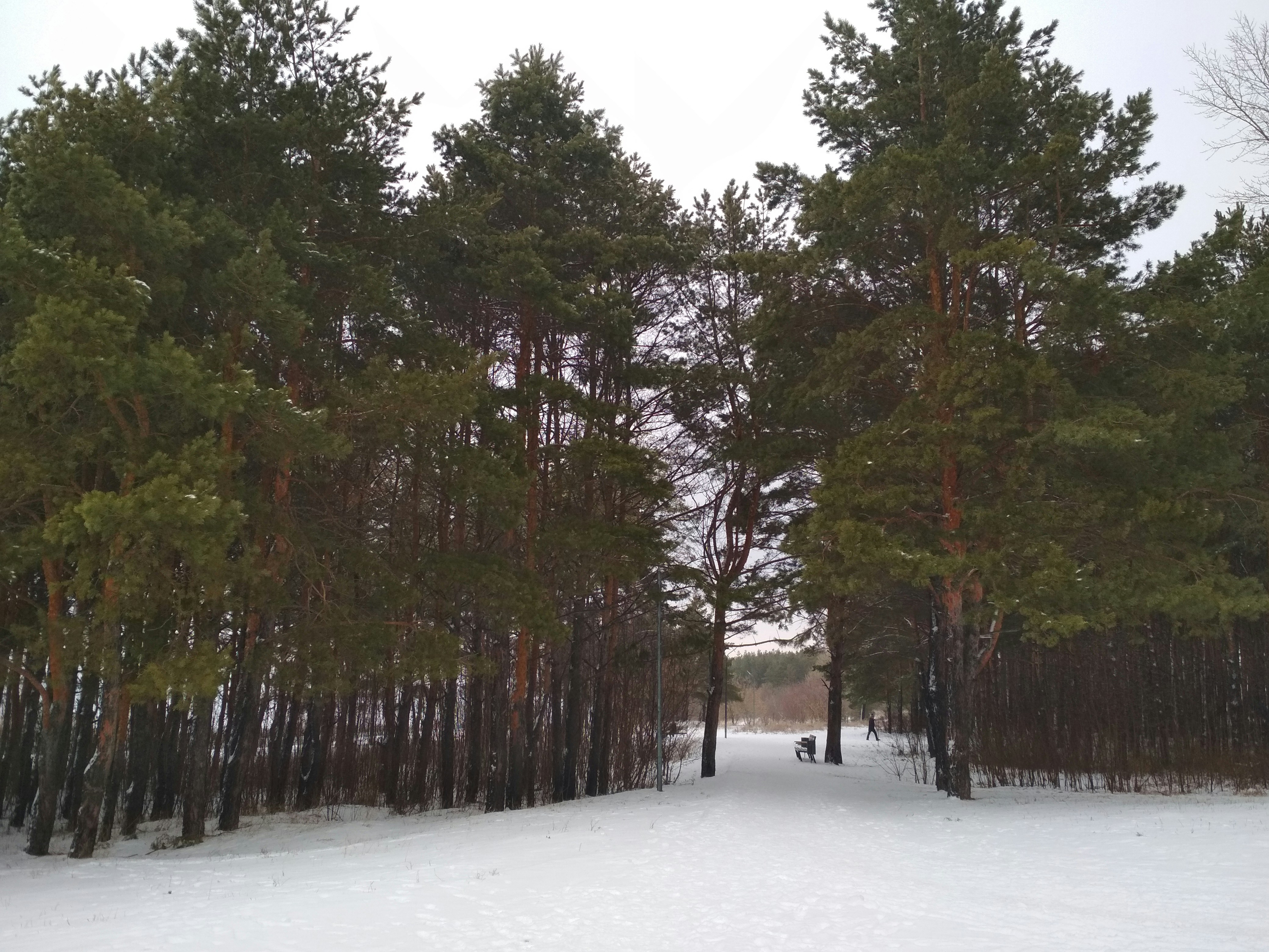 Snow-covered woodland path between tall pines with a distant figure; a quiet winter scene captured in a photograph.