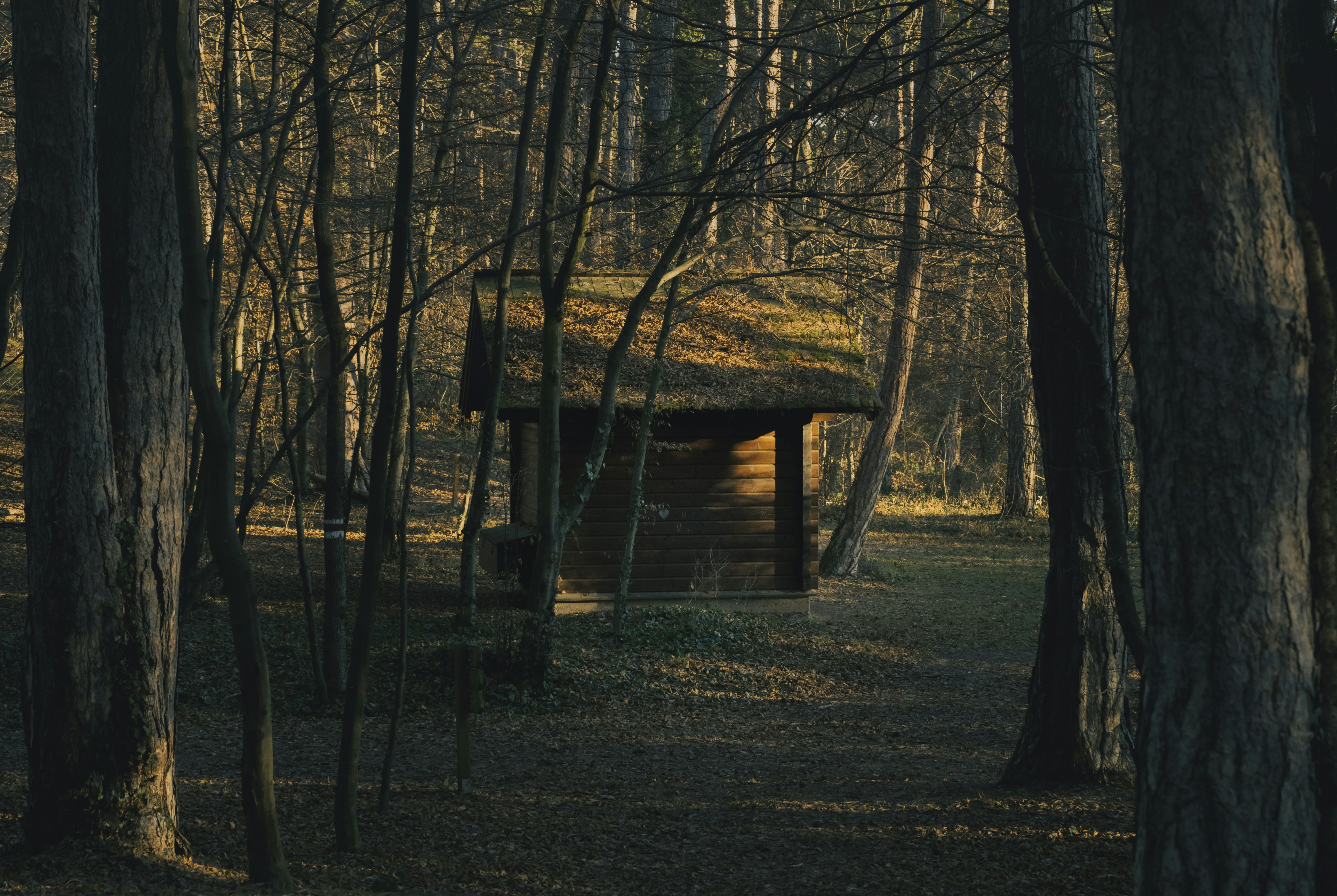A rustic wooden cabin with a moss-covered roof nestled among tall trees in a serene forest setting.