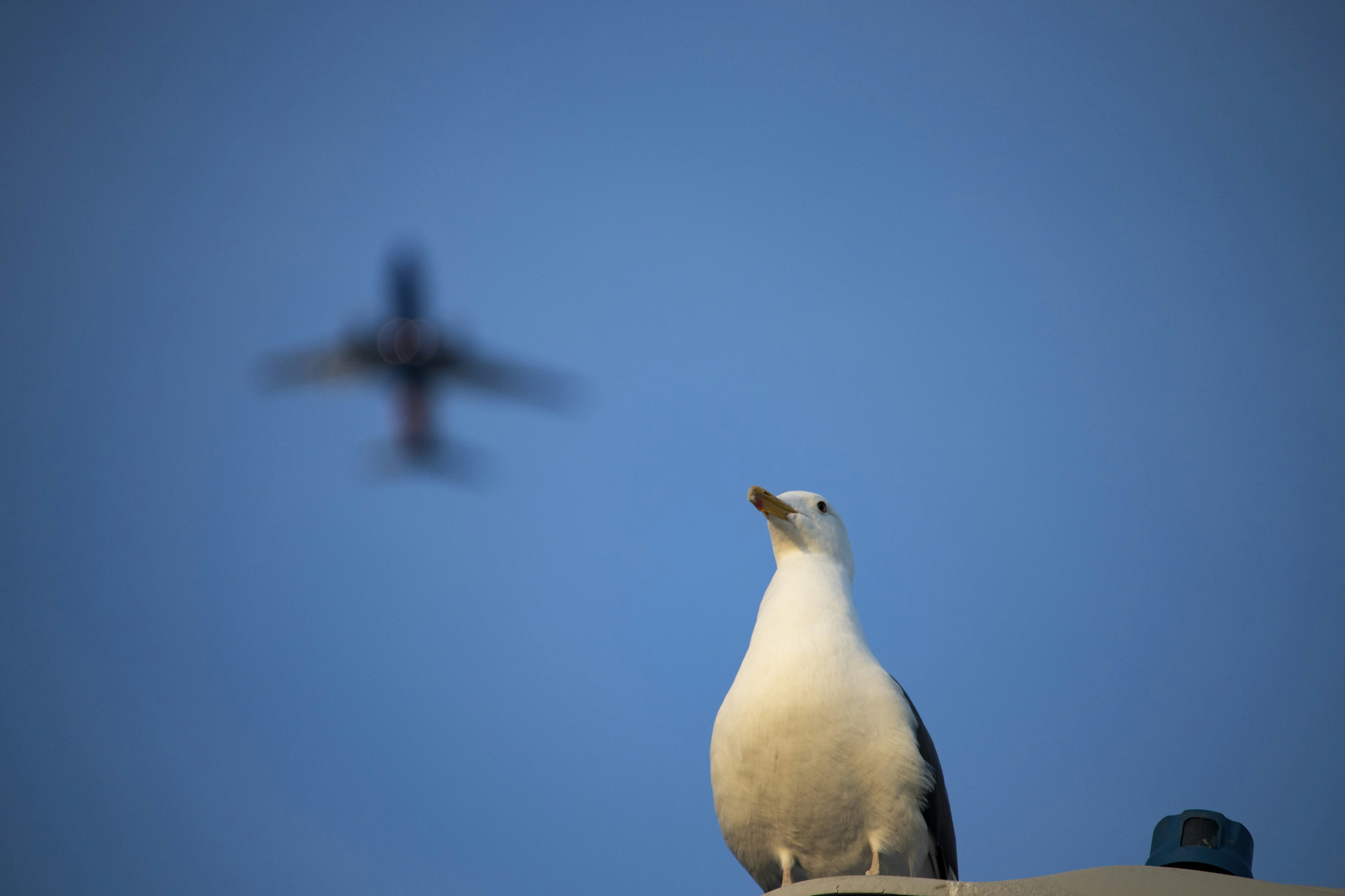 Skyward Gaze: Bird and Plane in Perfect Harmony