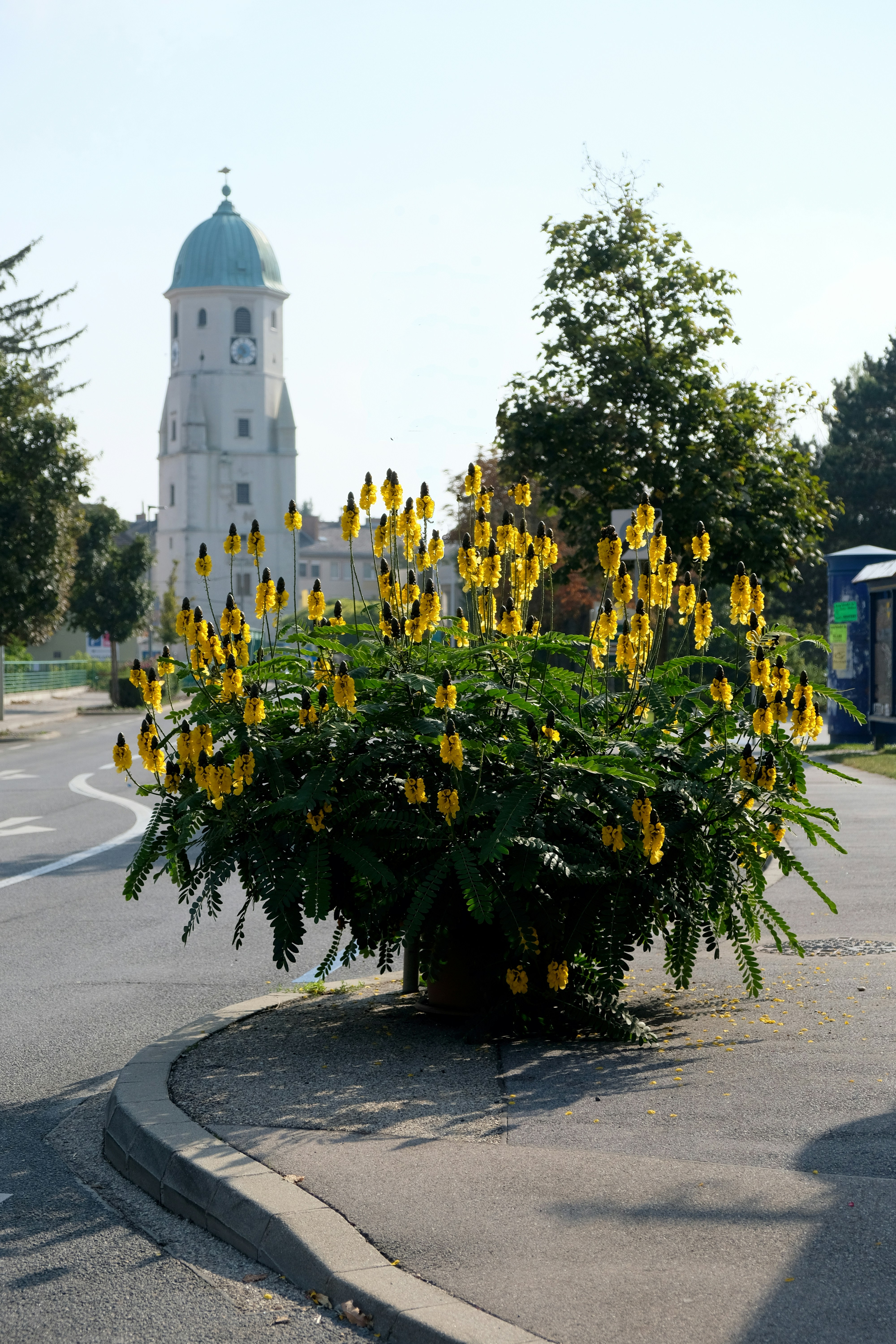Senna (Cassia) didymobotrya, Candle bush, Kerzenstrauch.