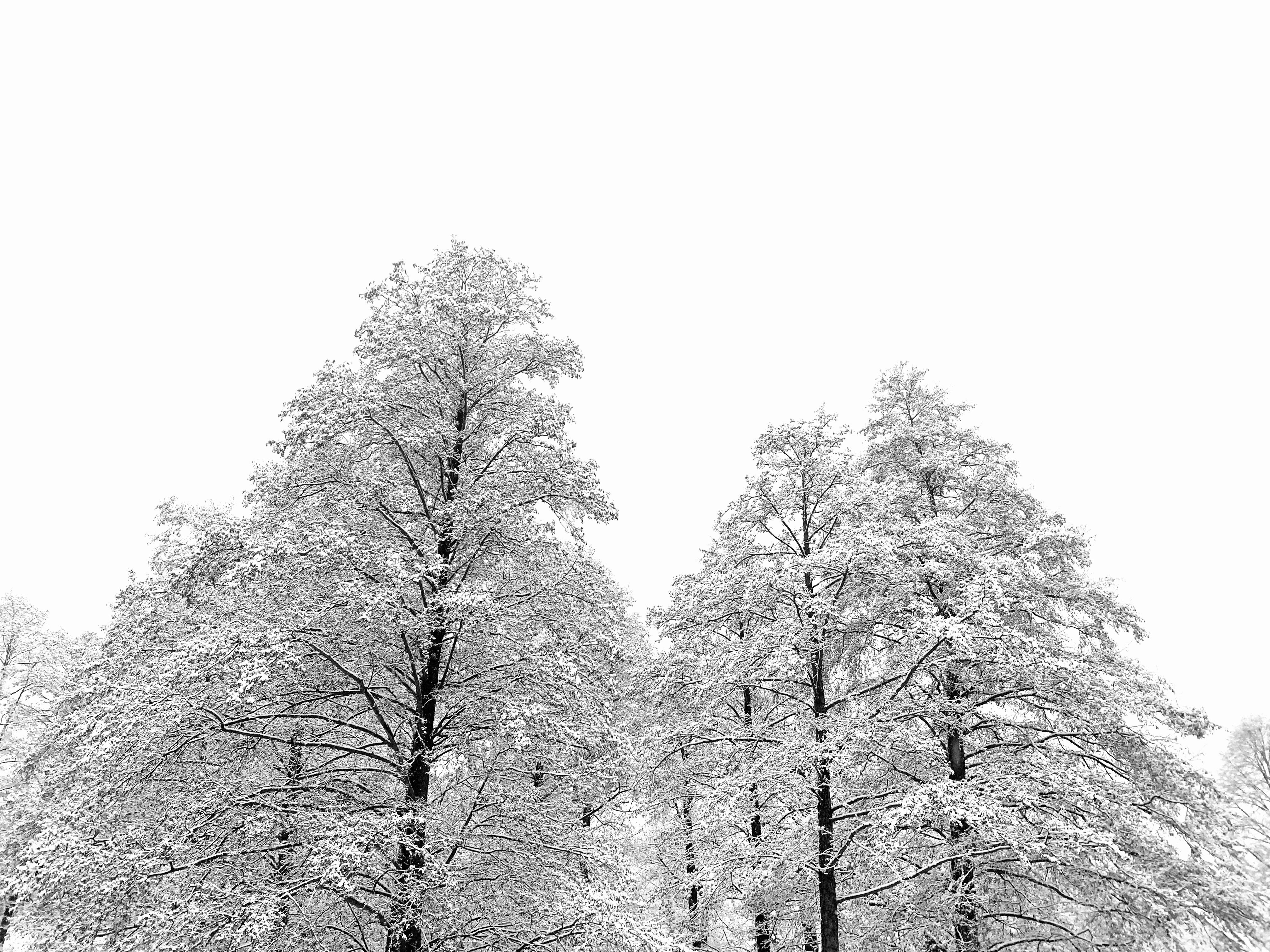 Snow-covered trees stand tall against a bright, overcast sky, creating a serene winter landscape.