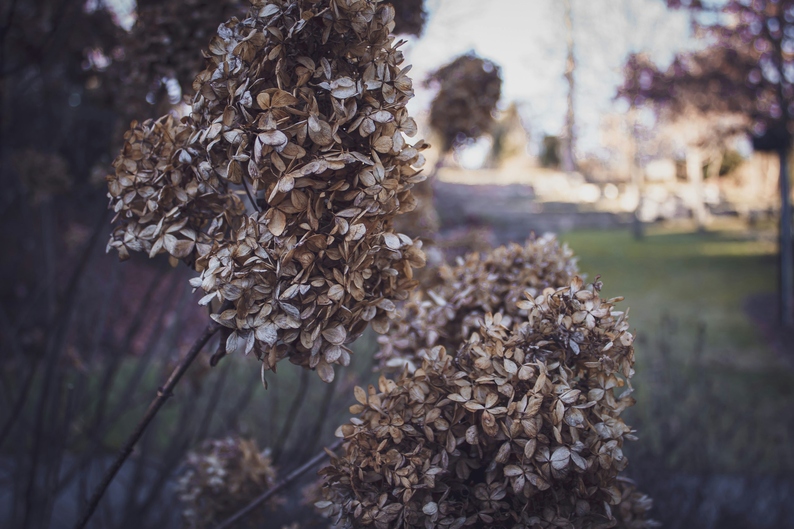 Dormant Hydrangea Clusters in Autumn Light