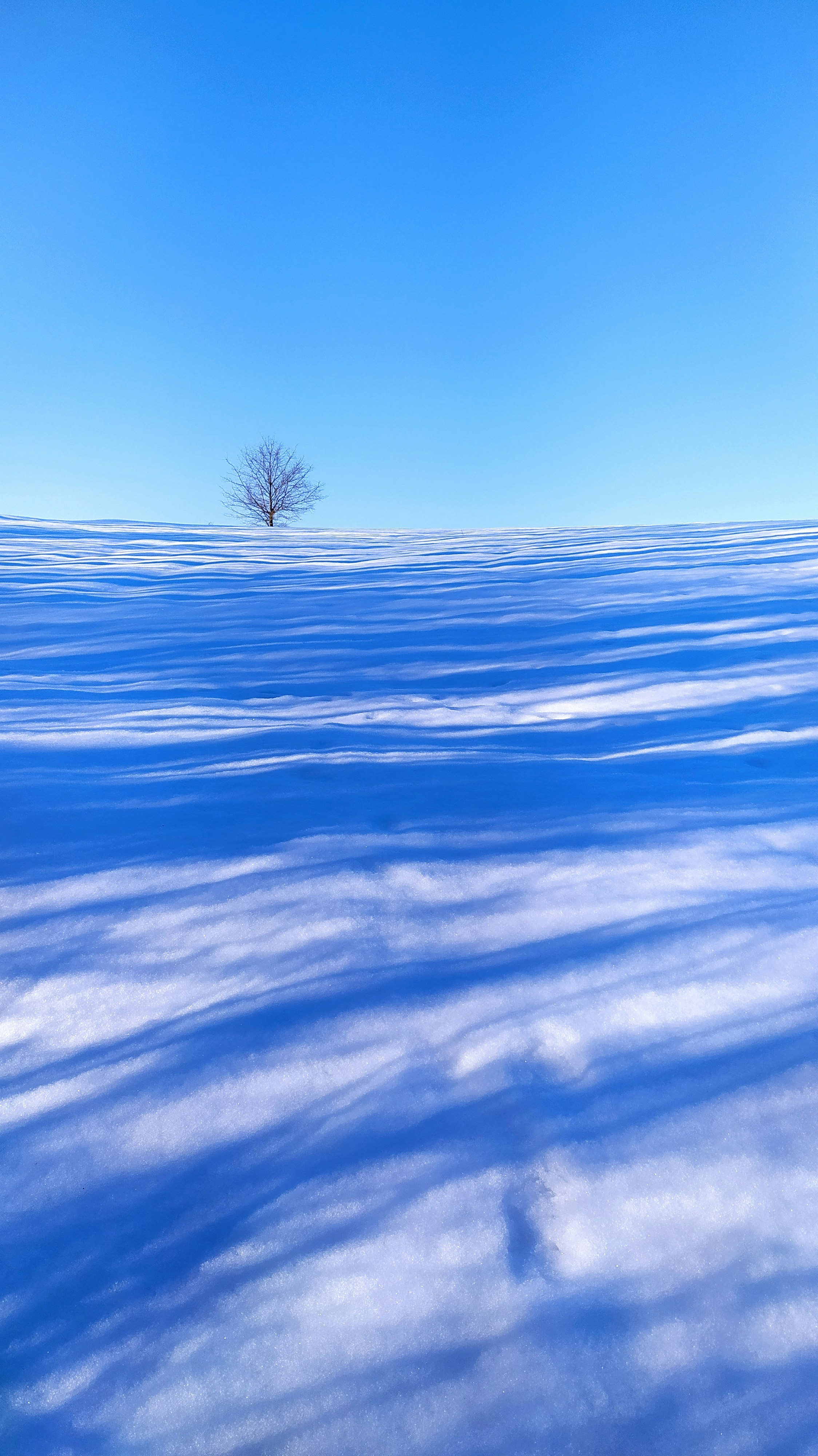 Lone tree standing against a vast expanse of snow-covered landscape under a clear blue sky.