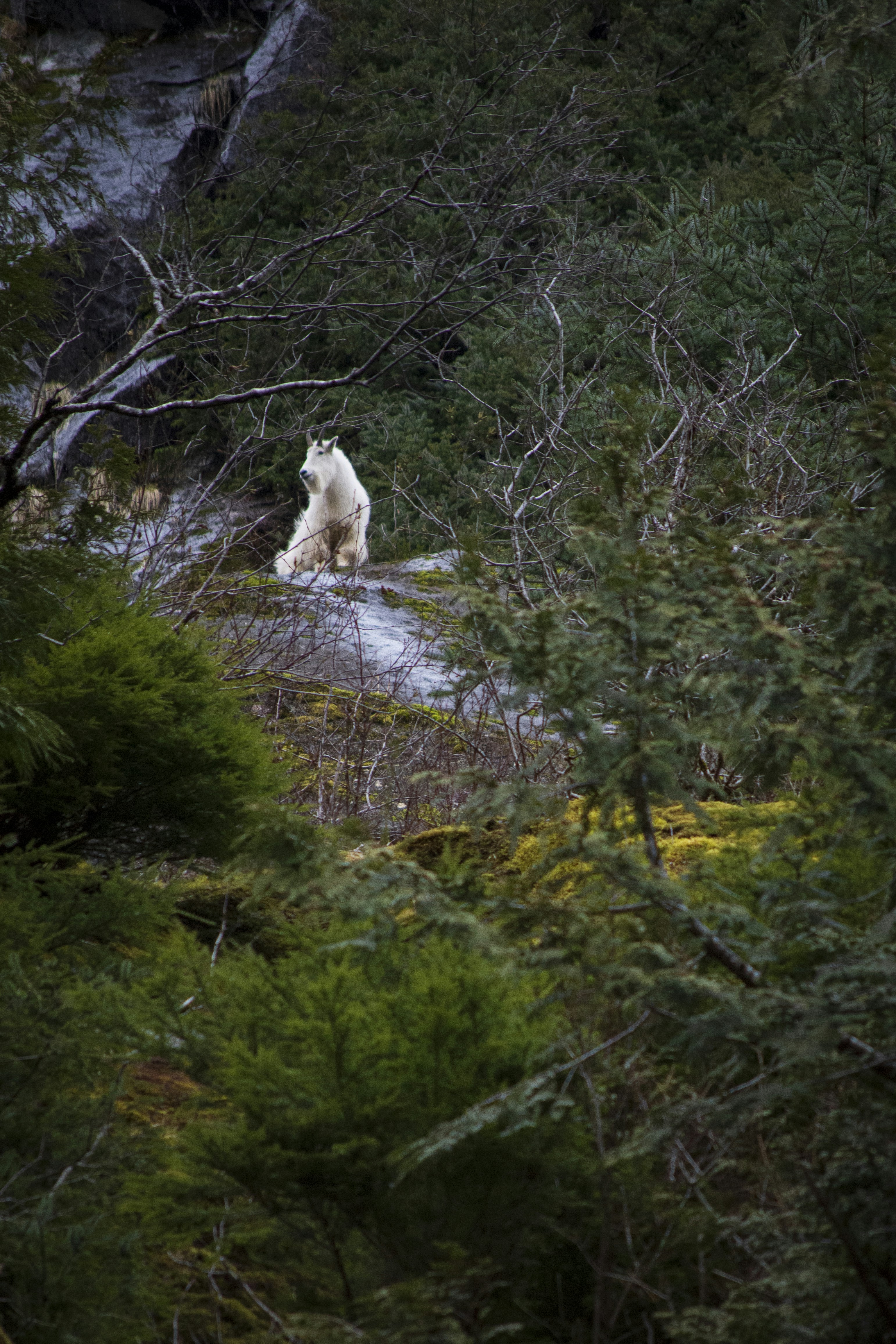 Un ours polaire blanc marchant dans une forêt photo – Photo Canada ...