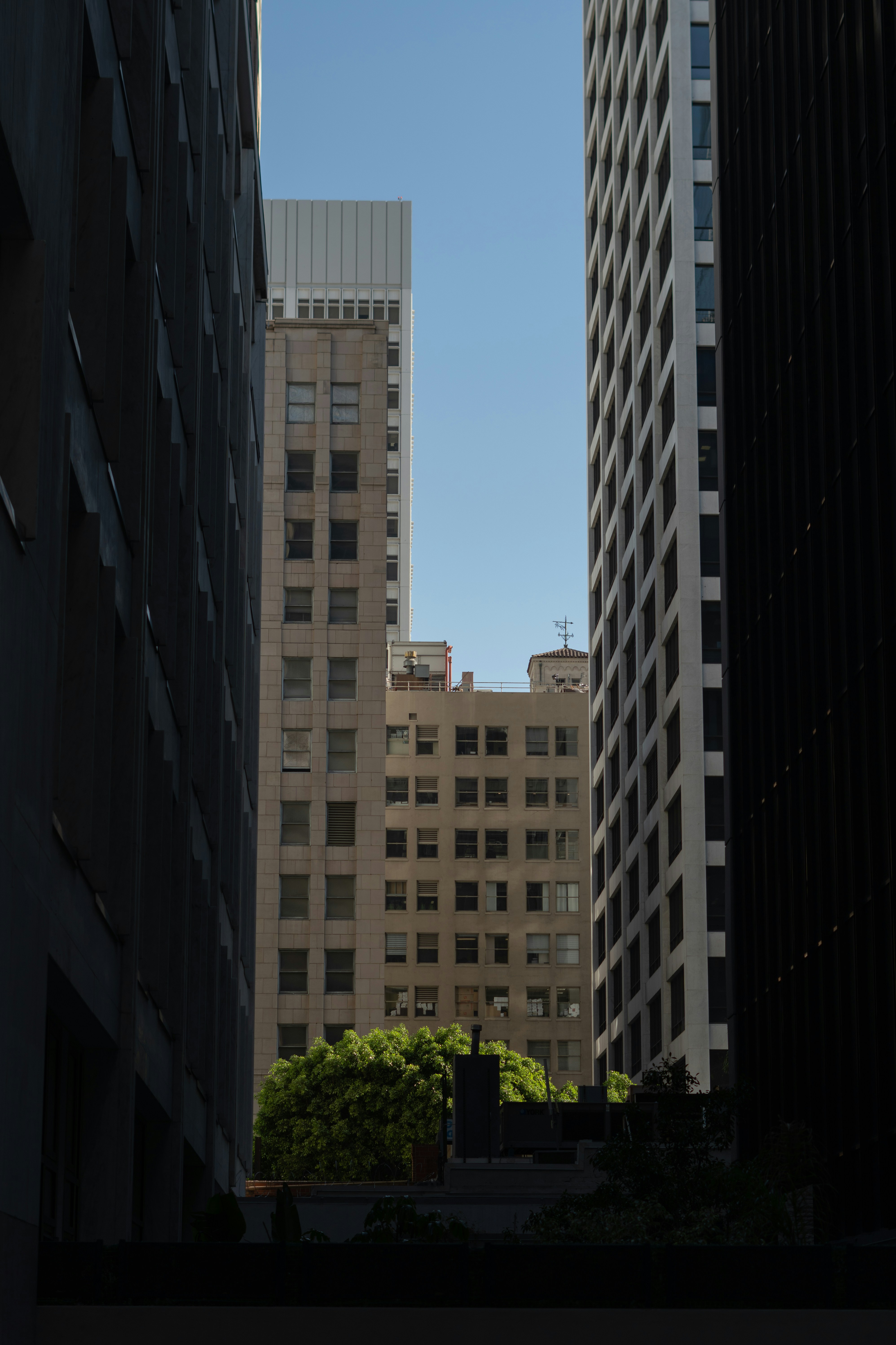 A view through a narrow urban alley showcasing a vibrant green tree contrasting against the backdrop of towering buildings. The clear blue sky adds depth to the scene.