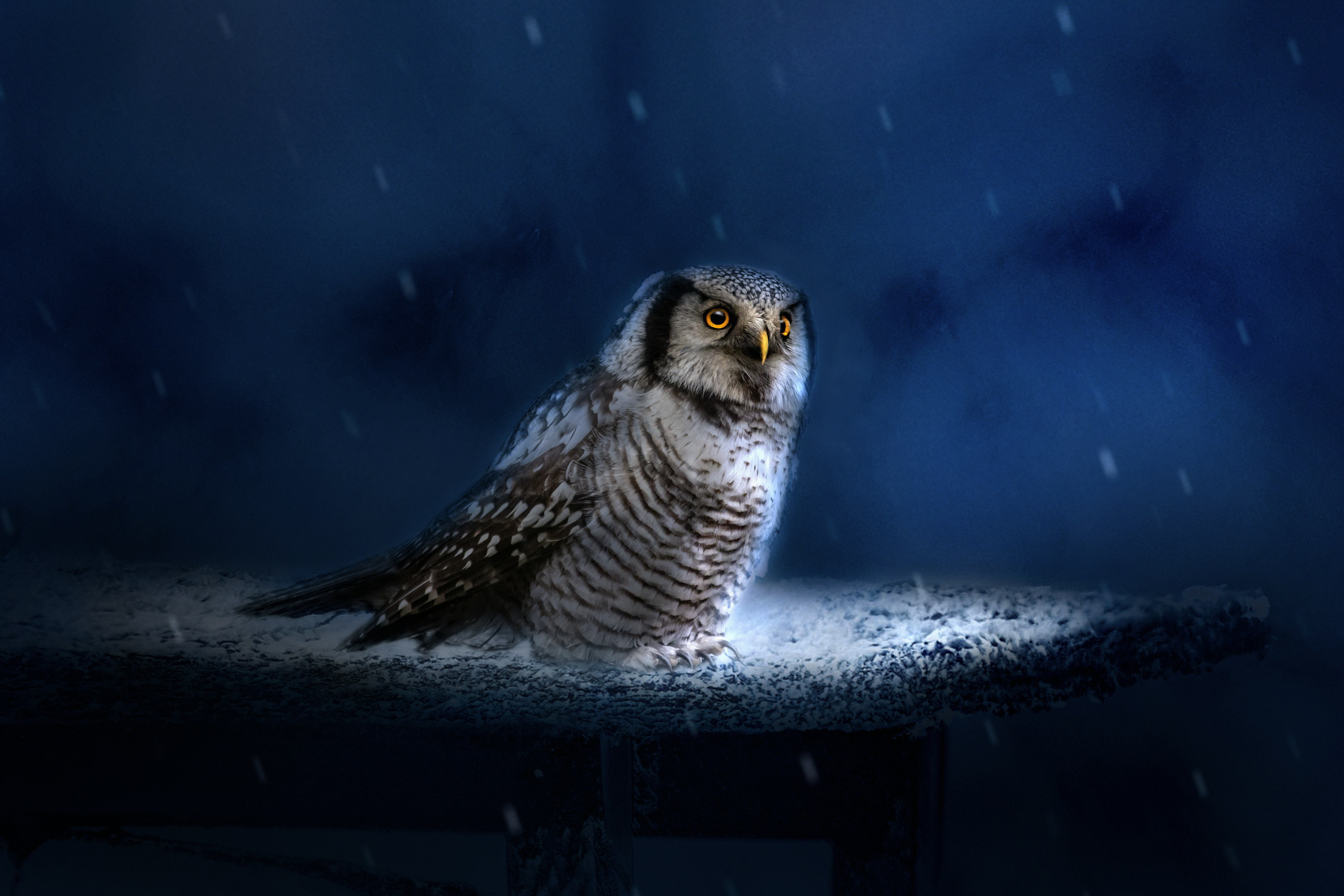 Un hibou assis sur une table sous la pluie photo – Photo Contea di ...