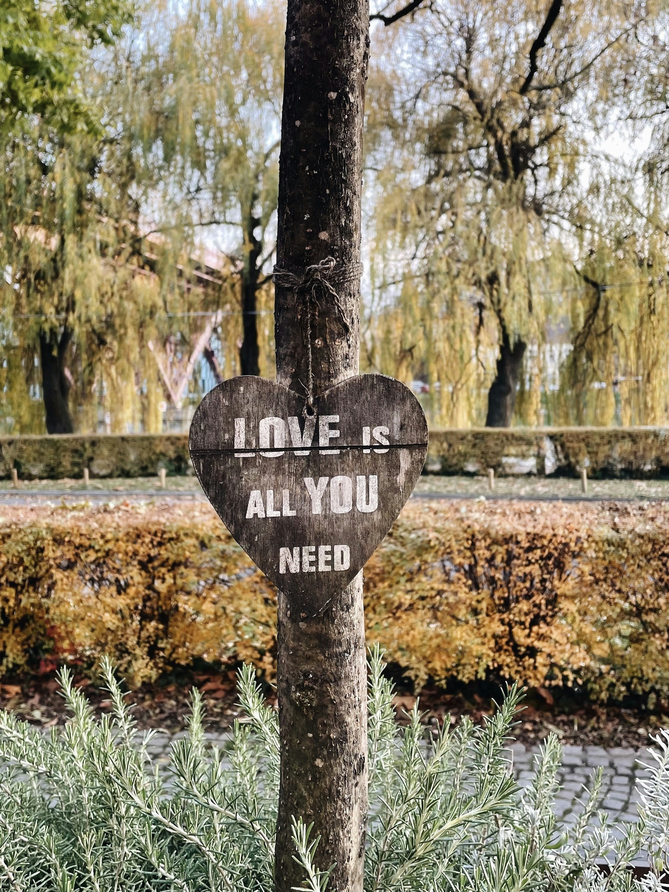 Heart on the Trunk: Love Is All You Need in an Autumn Park