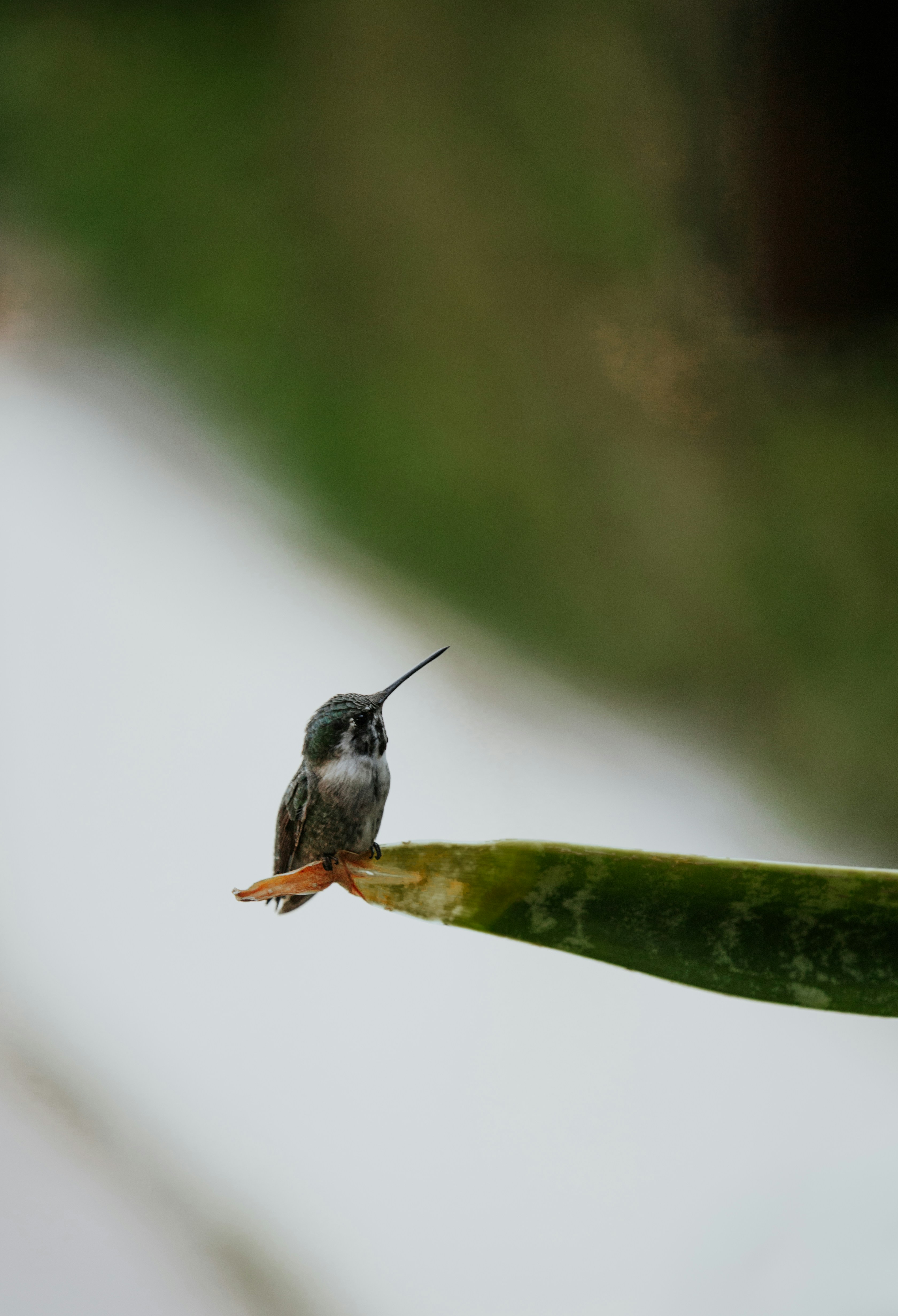 Tiny Hummingbird Perch: A Quiet Moment on a Narrow Leaf