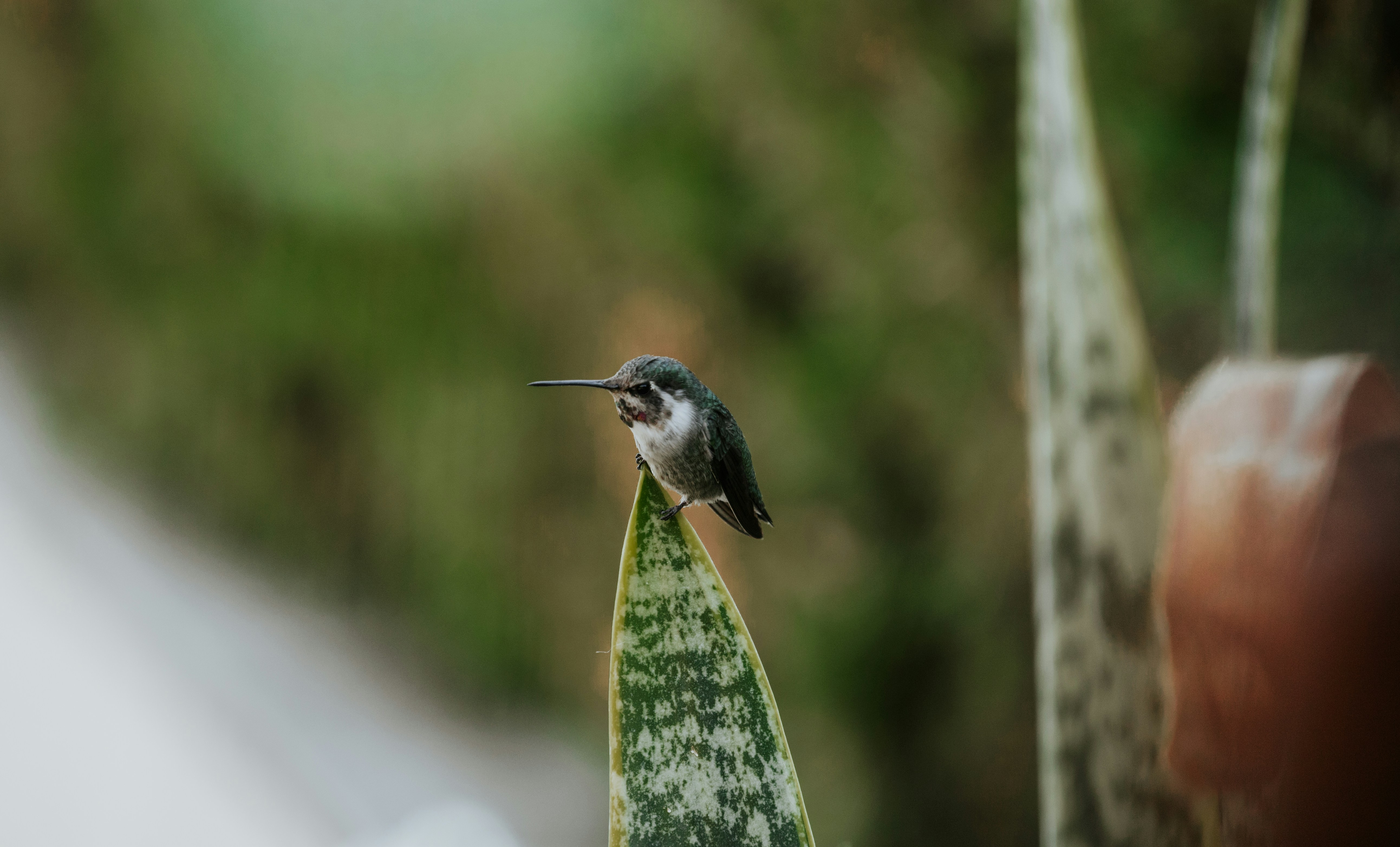 Perch of a Tiny Hunter: Hummingbird on a Speckled Leaf