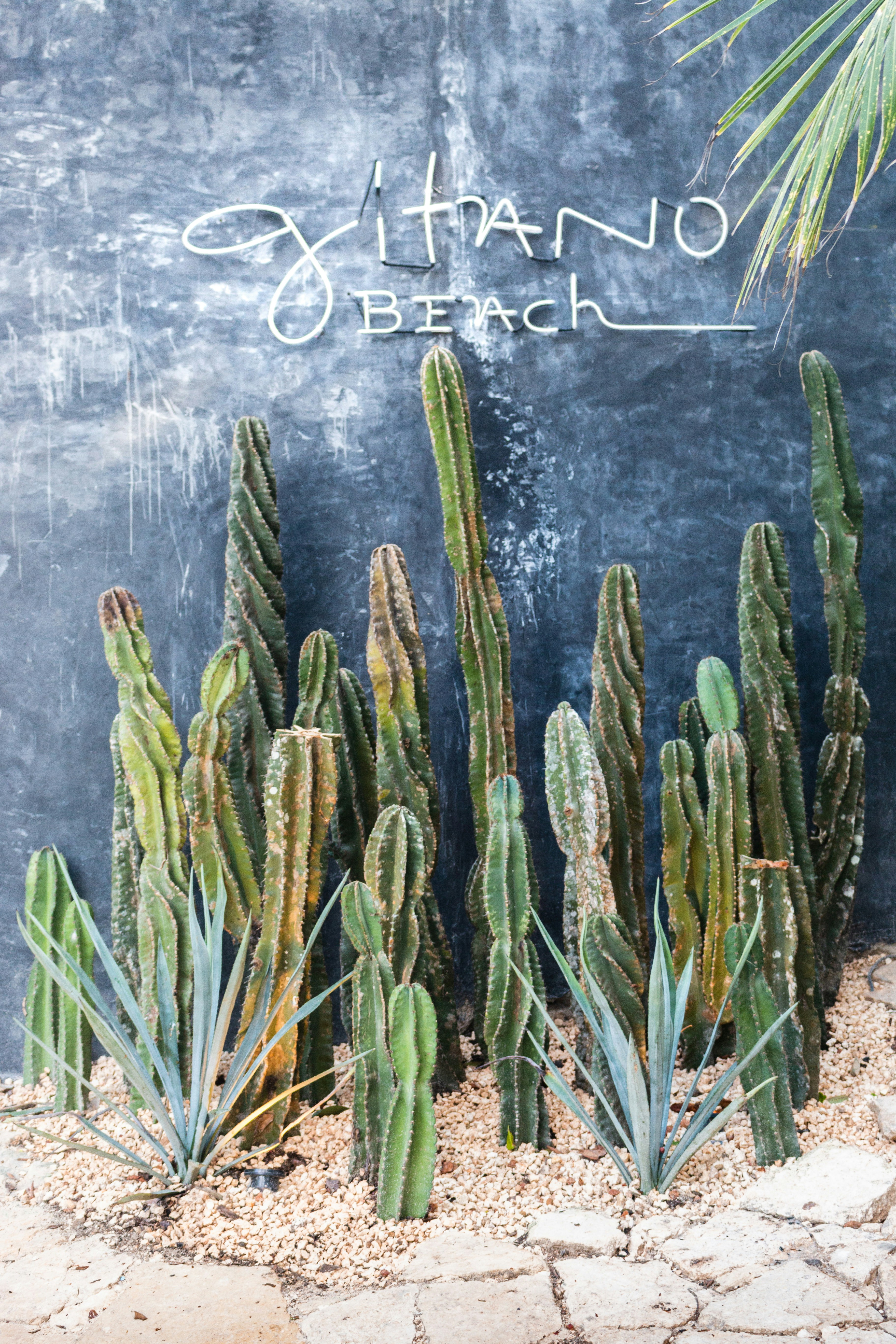 Cacti rise before a weathered blue wall with a chalky sign above them. The scene highlights the contrast between lush succulents and the wall's worn texture.