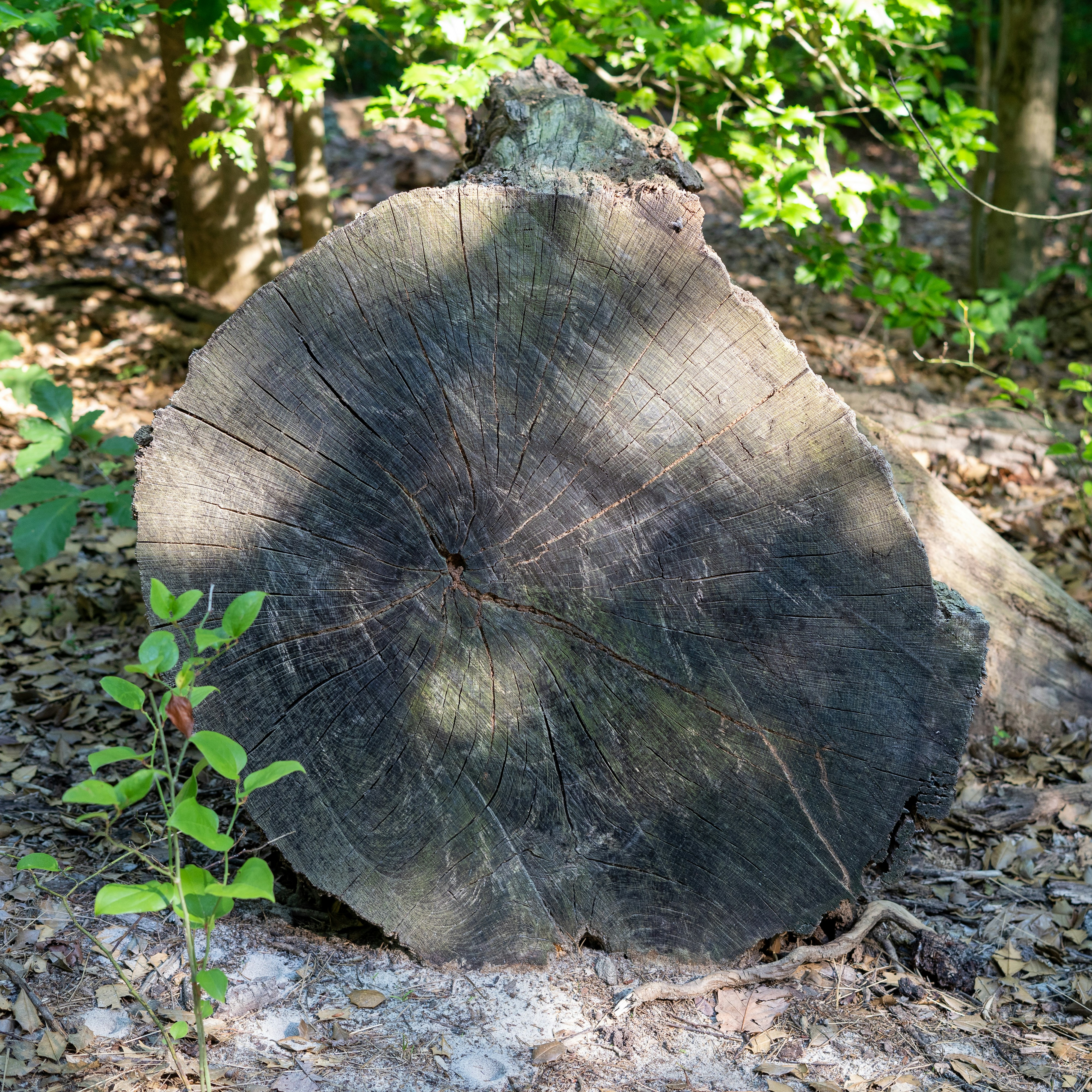 Time-Ring Portrait: Sunlit Stump in the Woodland Understory