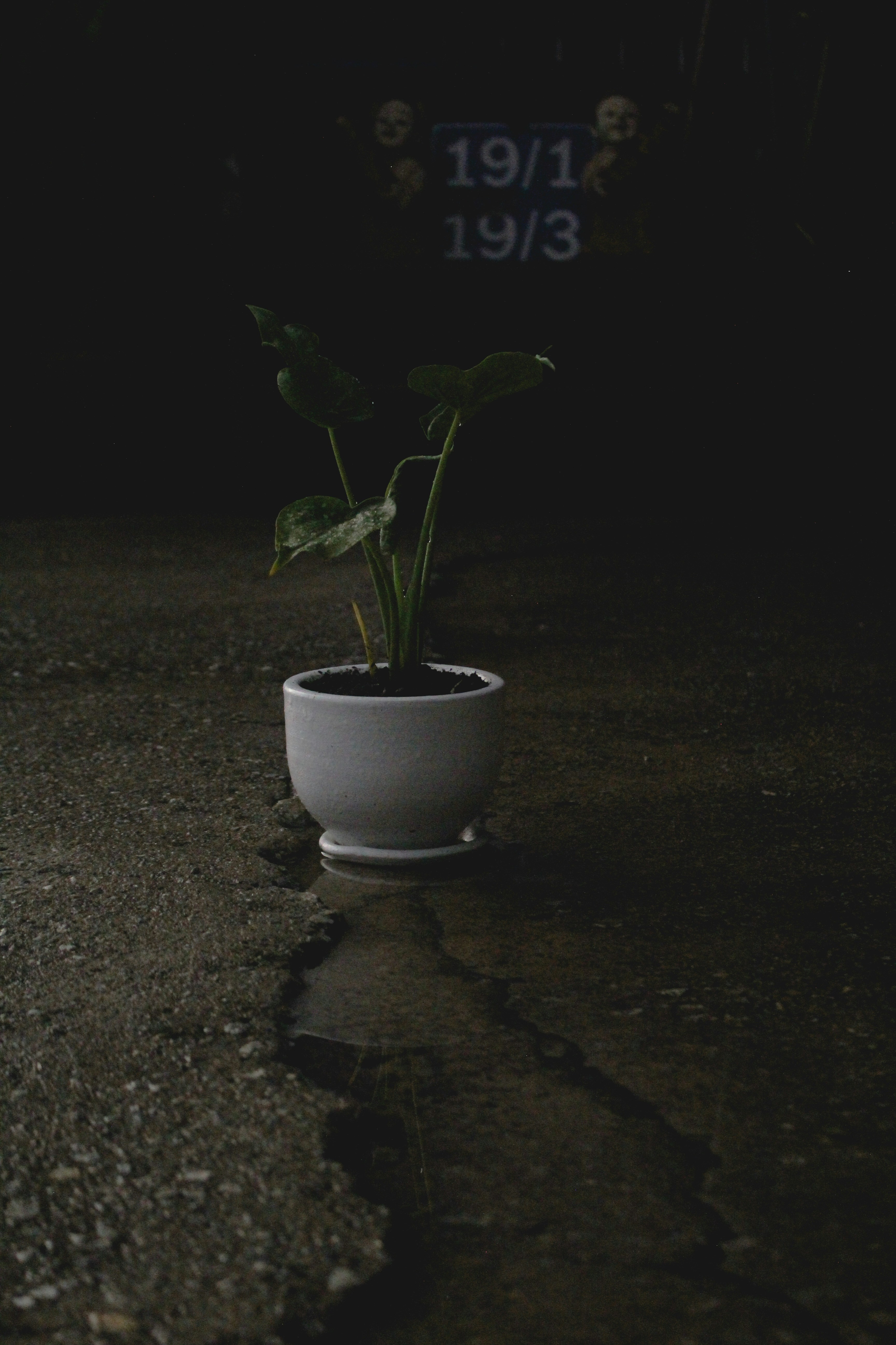 Lone Green in the Asphalt Night