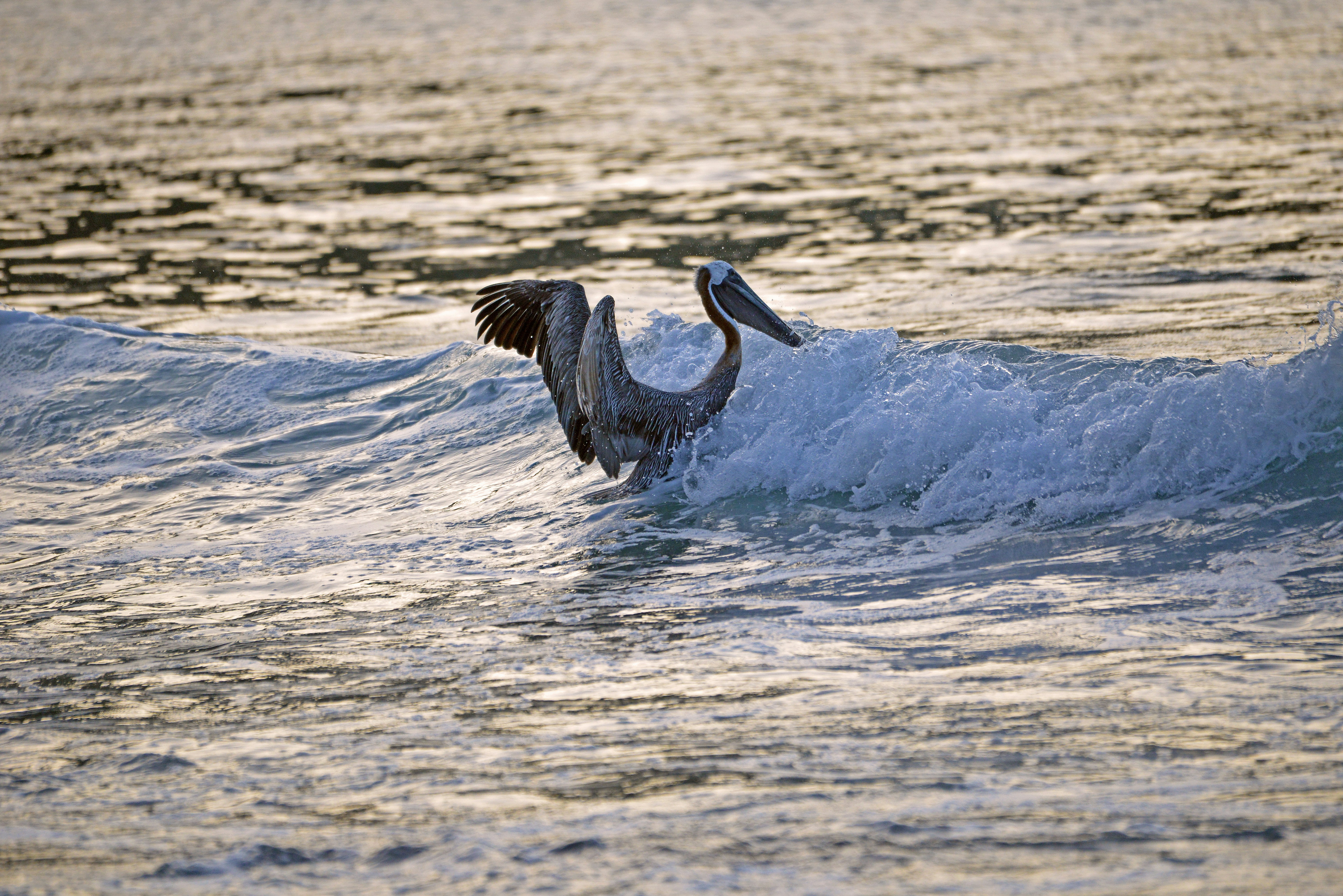A bird is flying over a wave in the ocean photo – Free St. thomas Image ...
