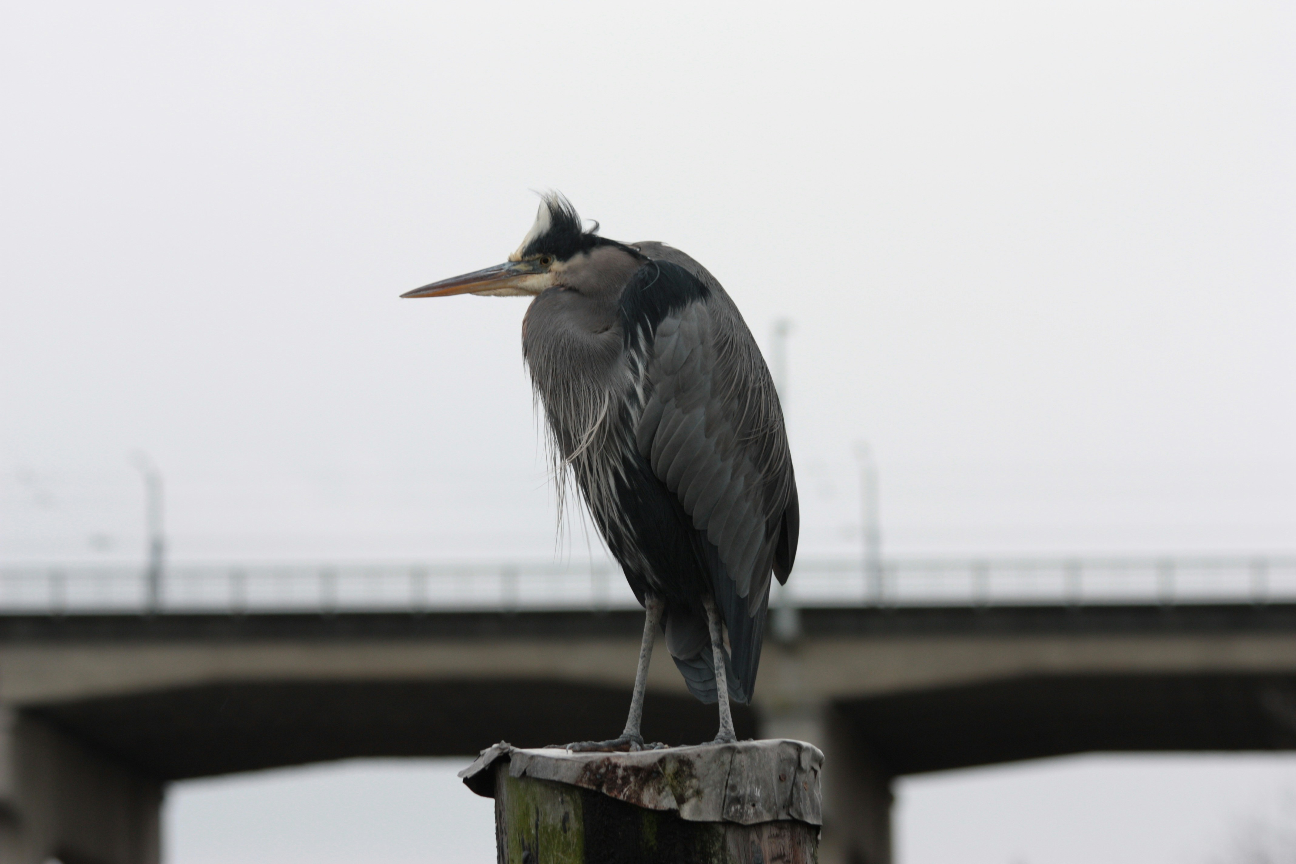 A bird sitting on a post in front of a bridge photo – Free Bc Image on ...