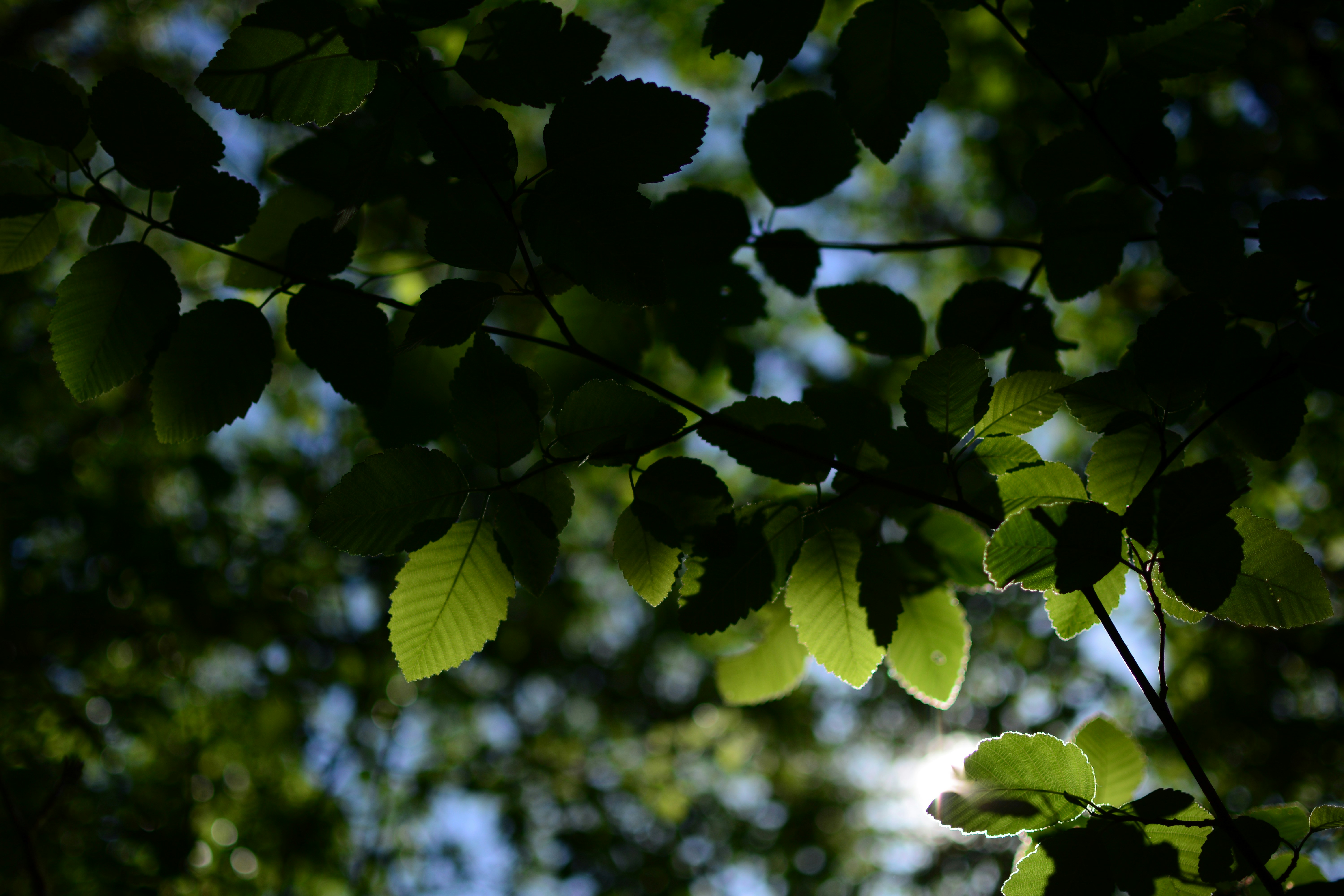 Silhouetted leaves frame a soft light filtering through a forest canopy, creating an atmospheric interplay of shadow and illumination.