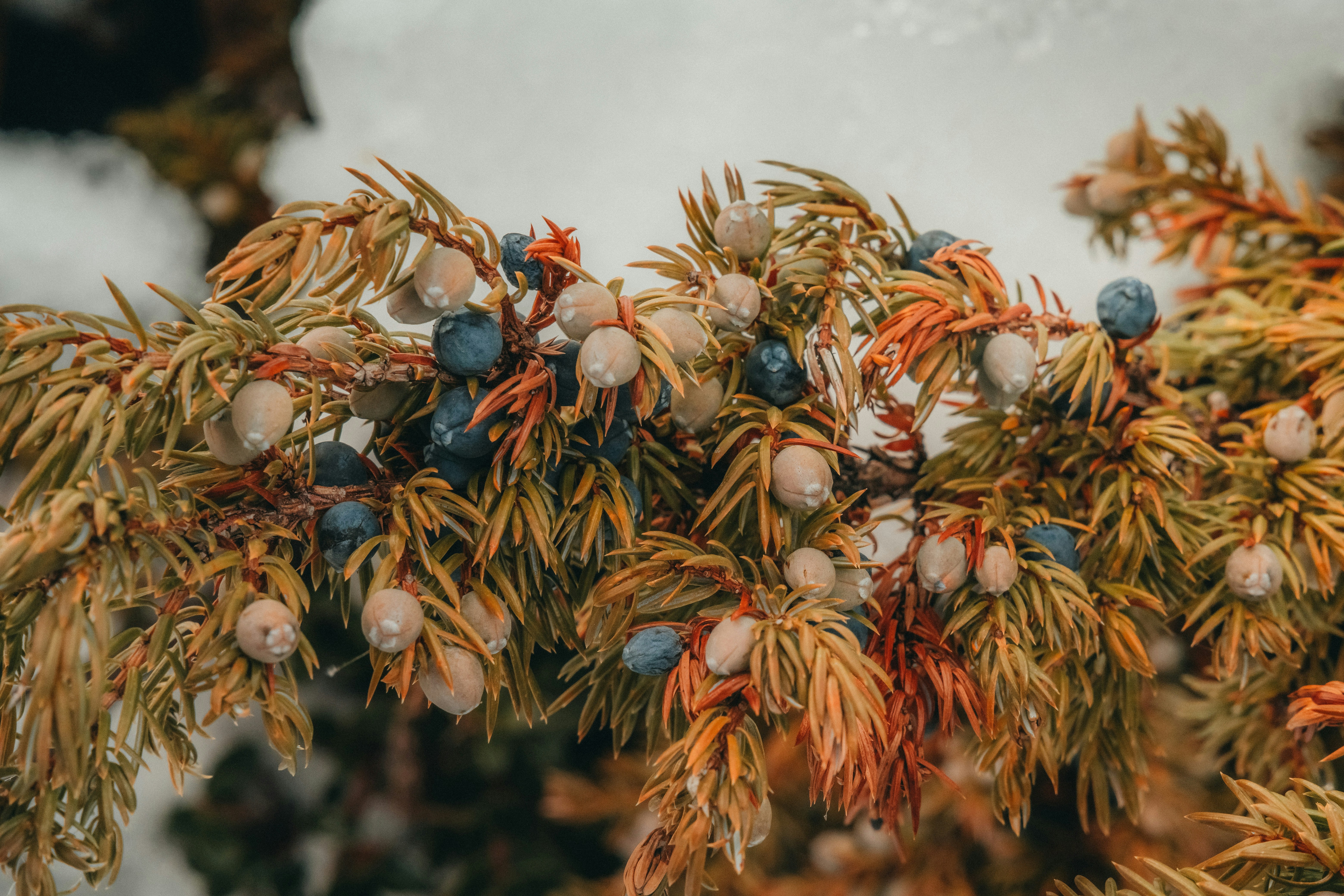 Frost-Kissed Juniper Jewels