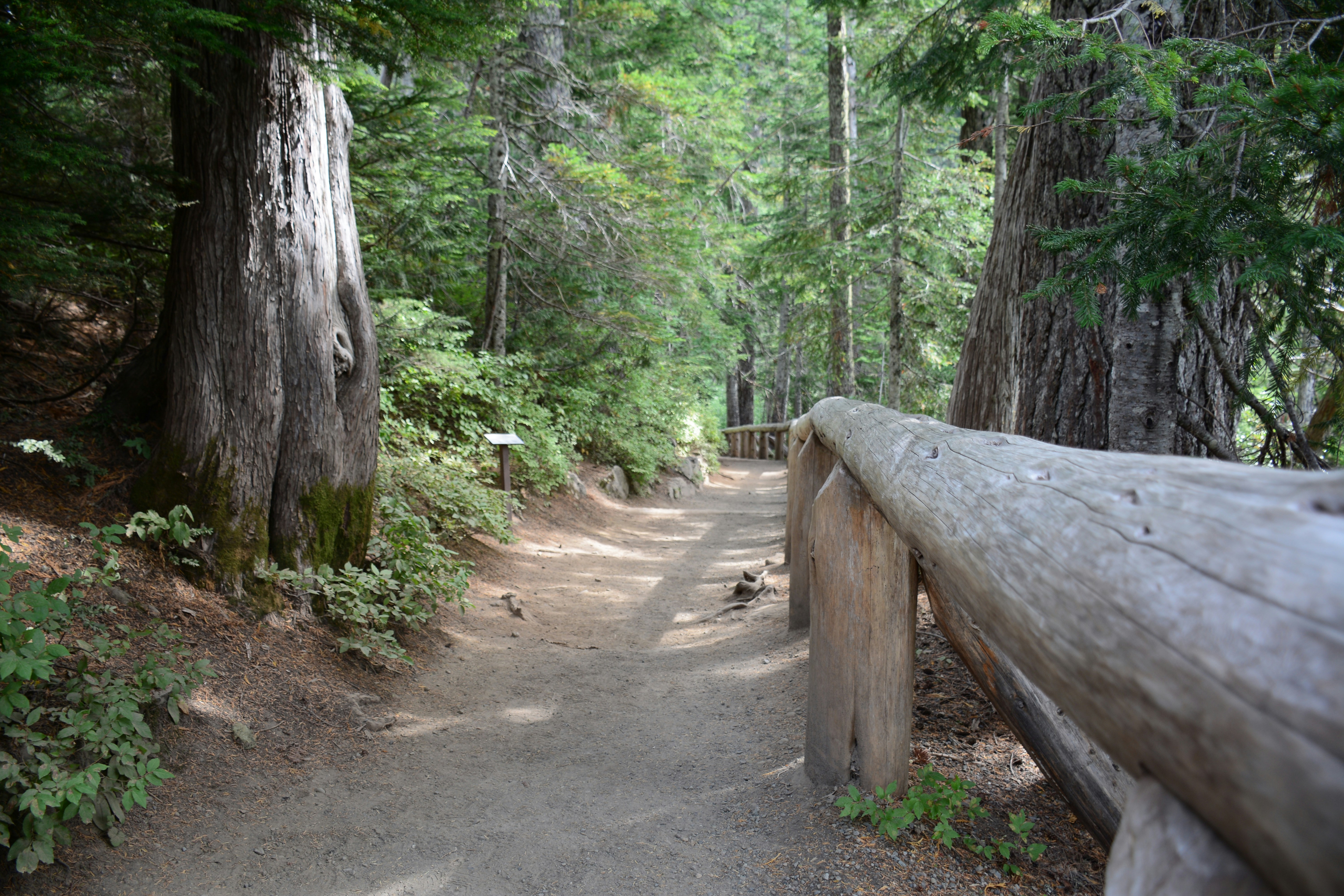 A serene forest trail bordered by towering trees and a rustic wooden railing, inviting exploration. Sunlight filters through the foliage, creating a tranquil atmosphere.