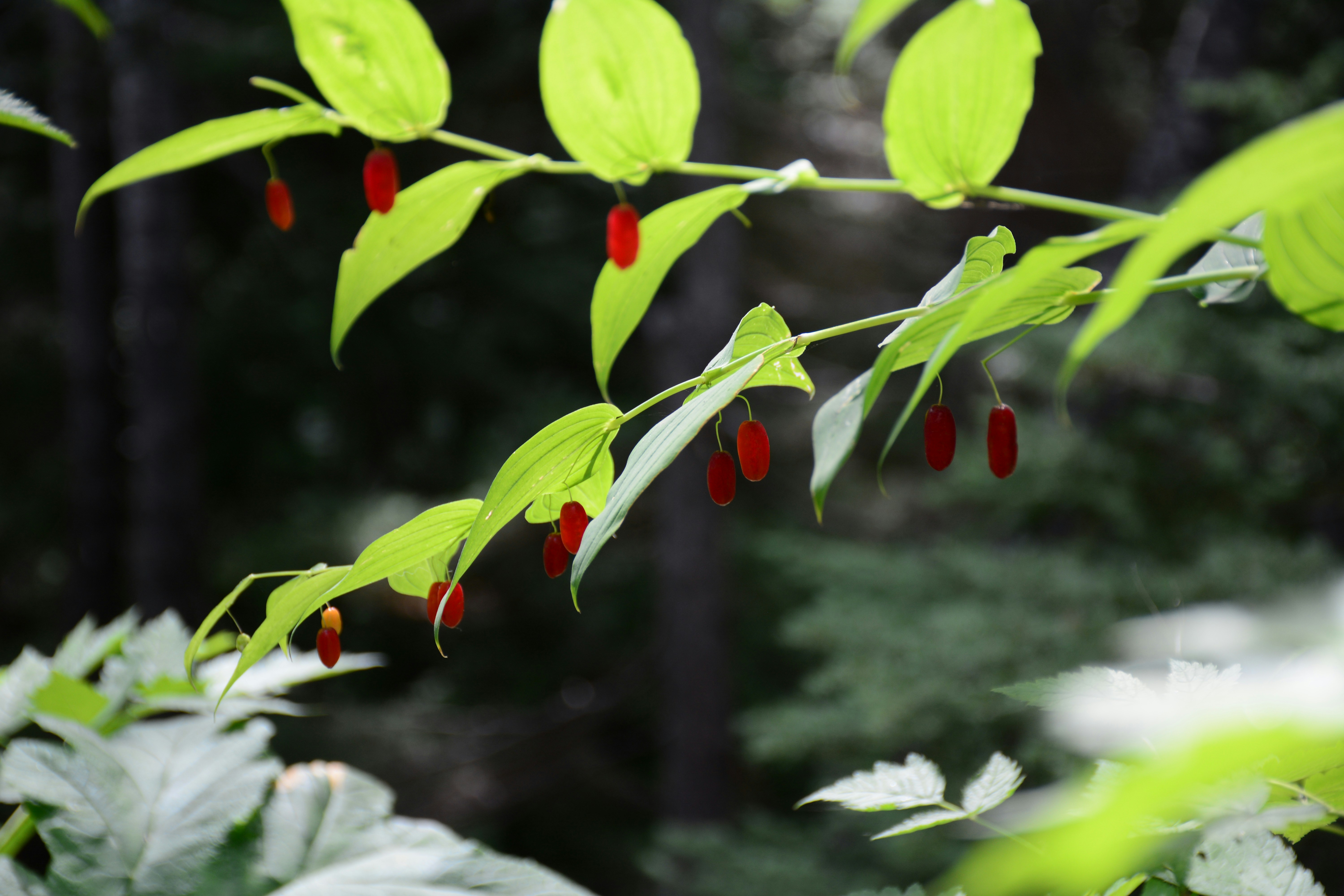 Vibrant red berries hanging from lush green leaves in a forest setting. The composition highlights the contrast between the foliage and the berries.