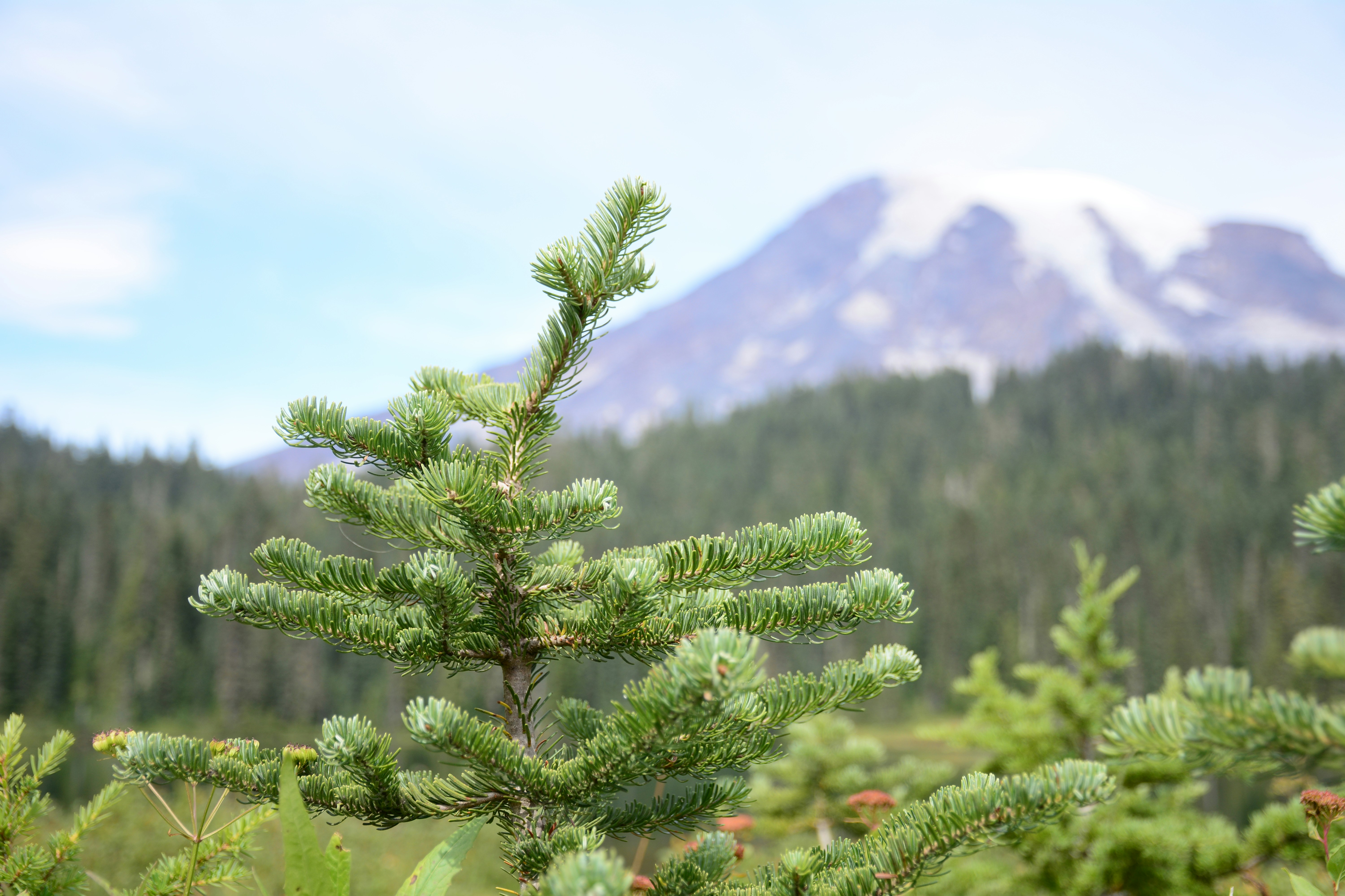A pine tree with a mountain in the background photo – Free Green Image ...