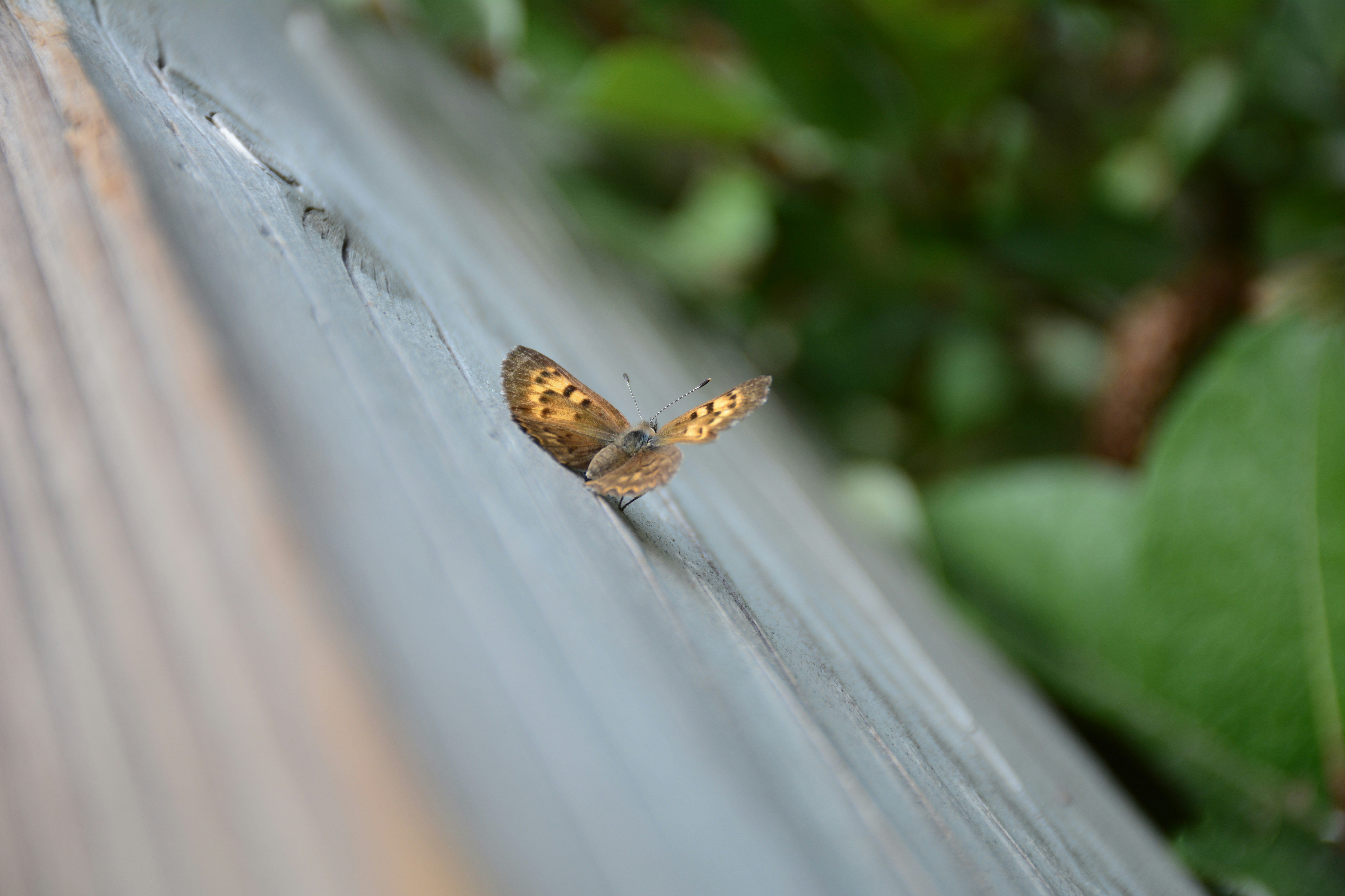 Copper-spotted butterfly on a weathered rail