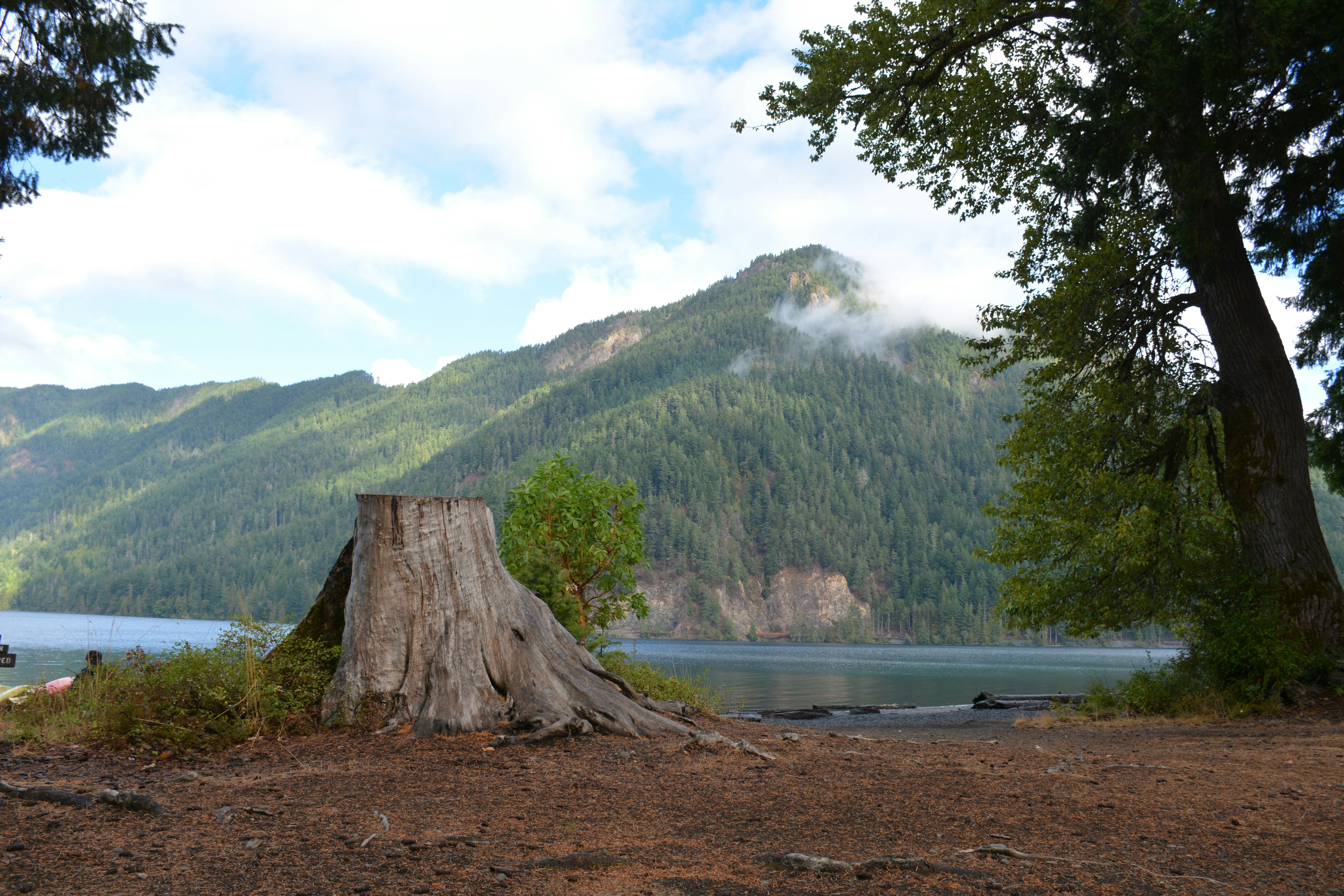 A weathered tree stump sits in the foreground, overlooking a serene lake bordered by lush mountains and a cloudy sky.
