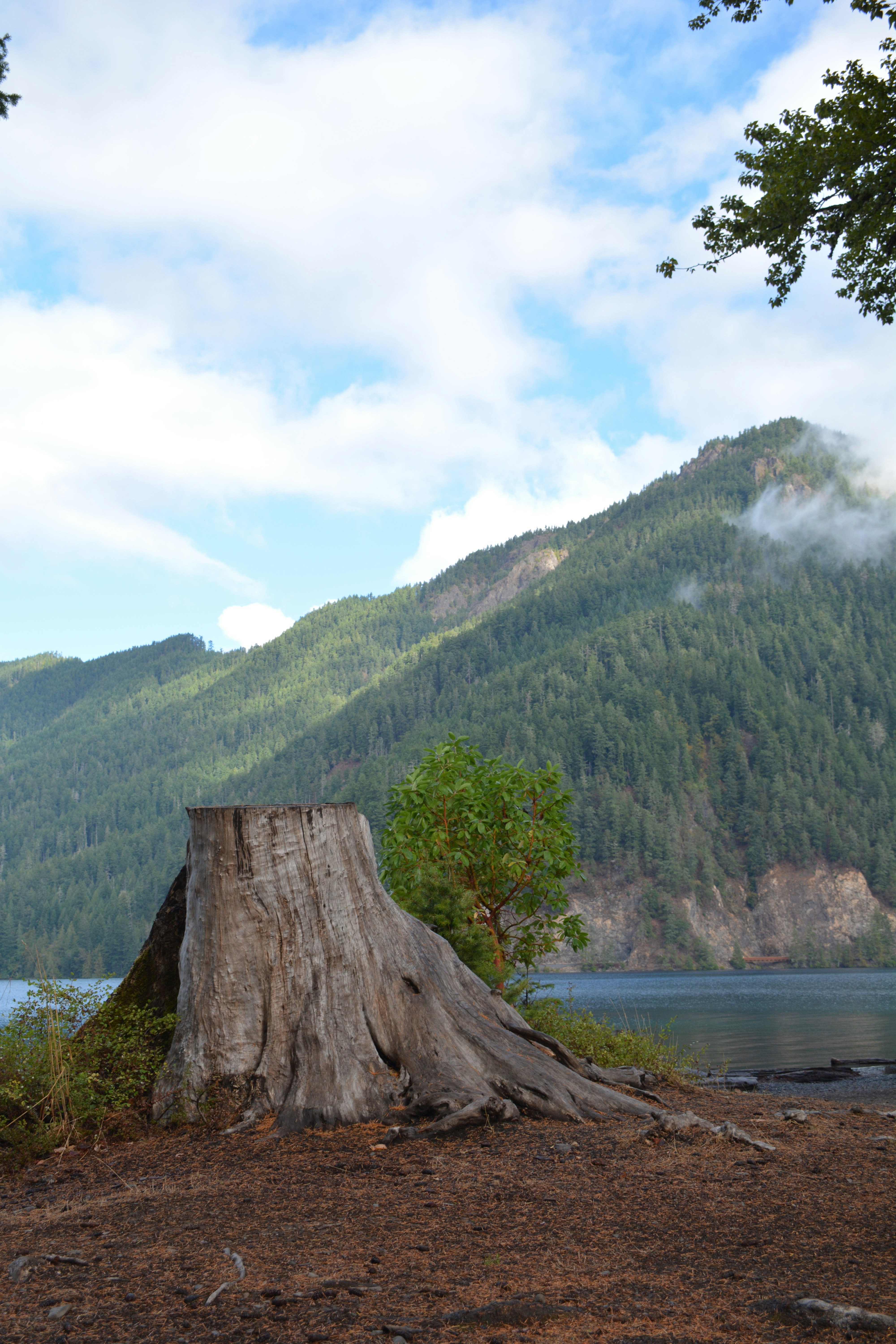 a large tree stump sitting on top of a dirt field