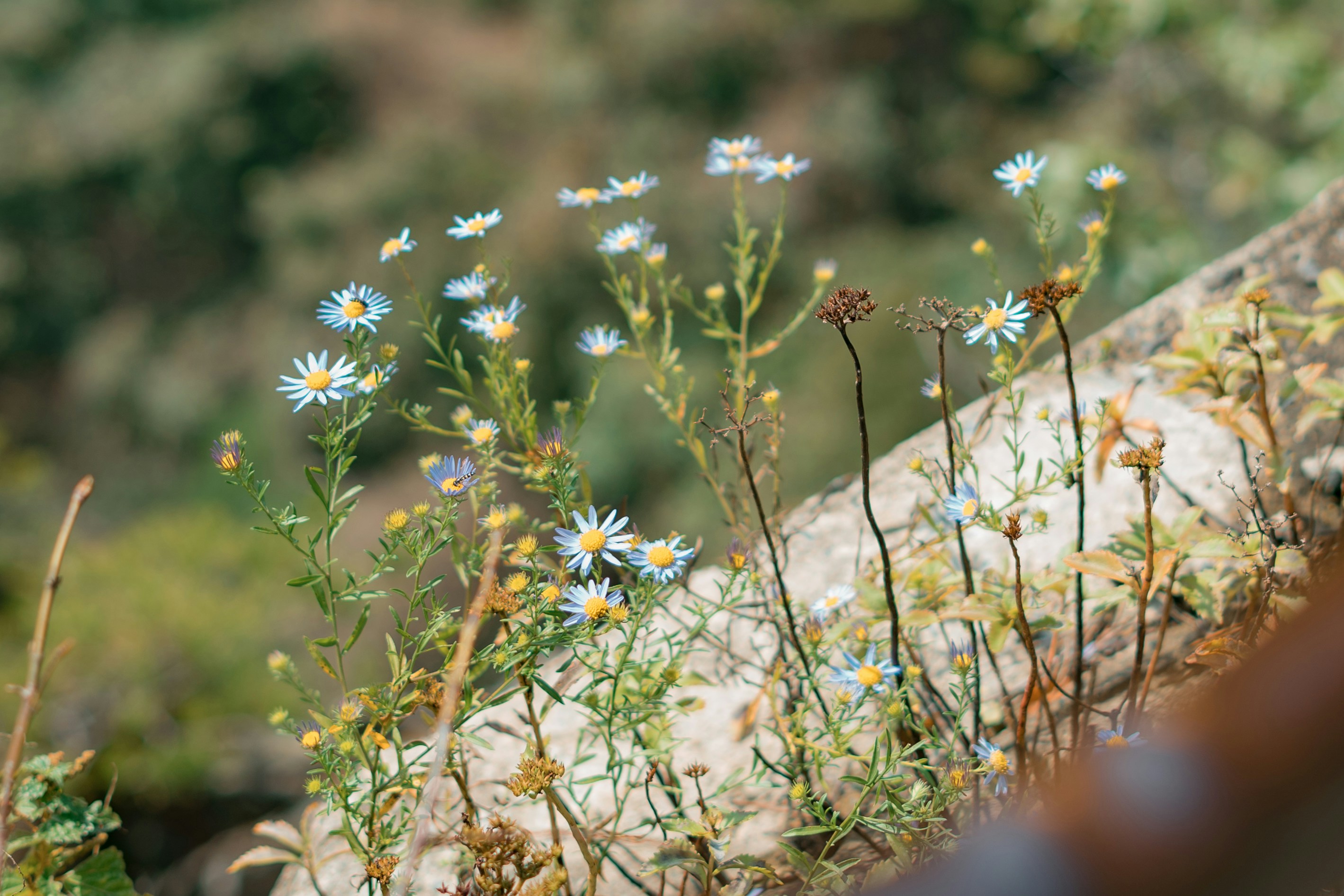 Delicate wildflowers bloom amidst rugged terrain, showcasing nature's resilience. The scene captures a serene moment in the wilderness.